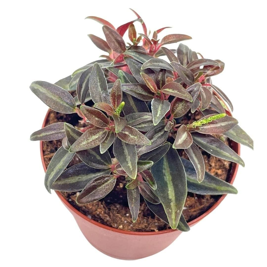 Peperomia Metallica, 2 inch, Rare Pep - Walmart.com