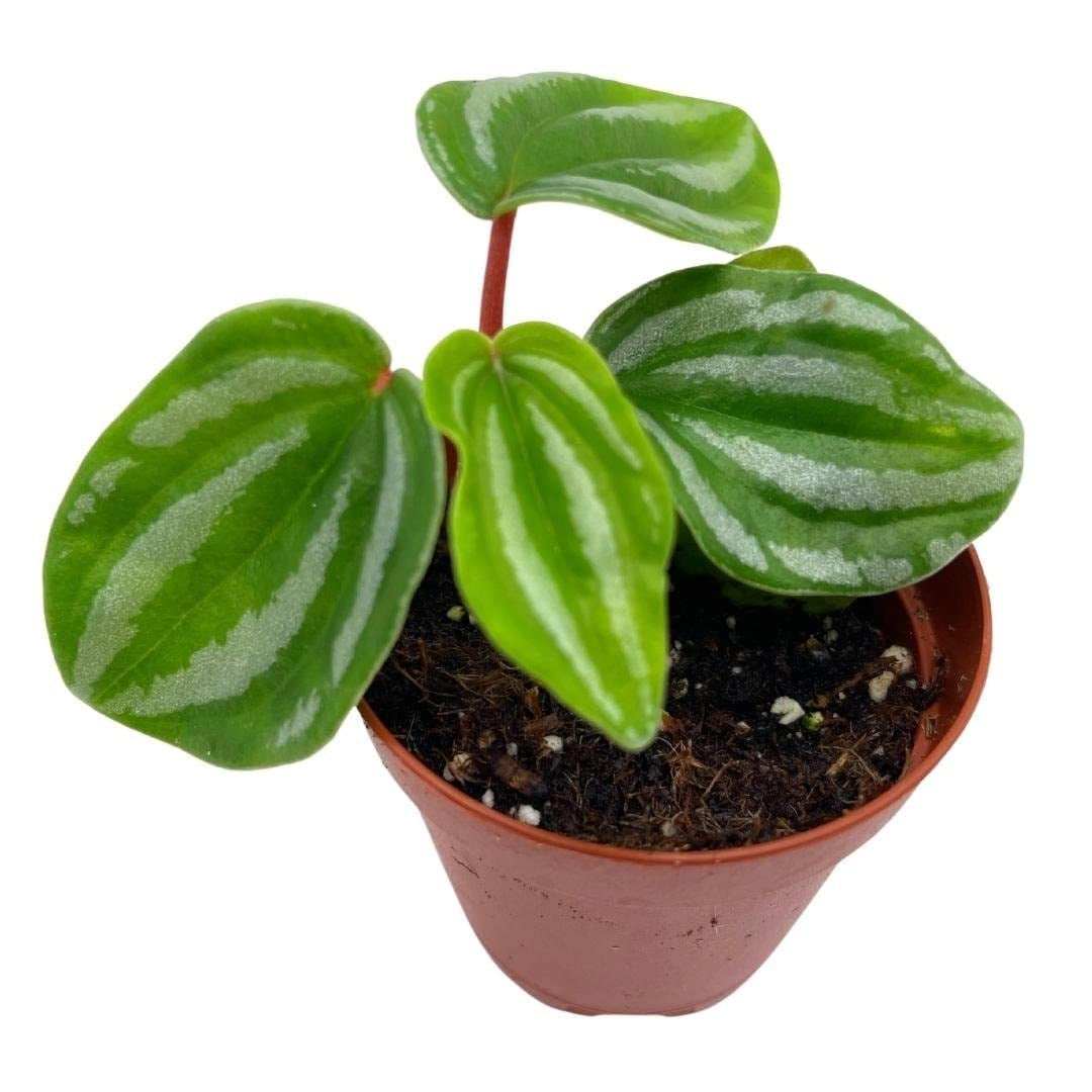 Peperomia Mini Watermelon, 2 inch verschaffeltii, Rare Pep, Unique ...