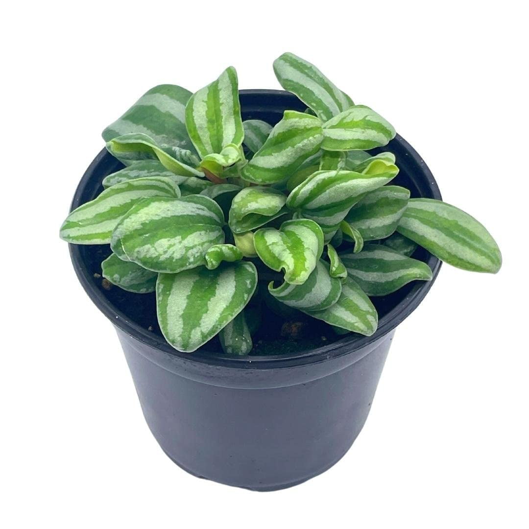 Peperomia Mini Watermelon, 4 inch verschaffeltii, Steve's Leaves ...
