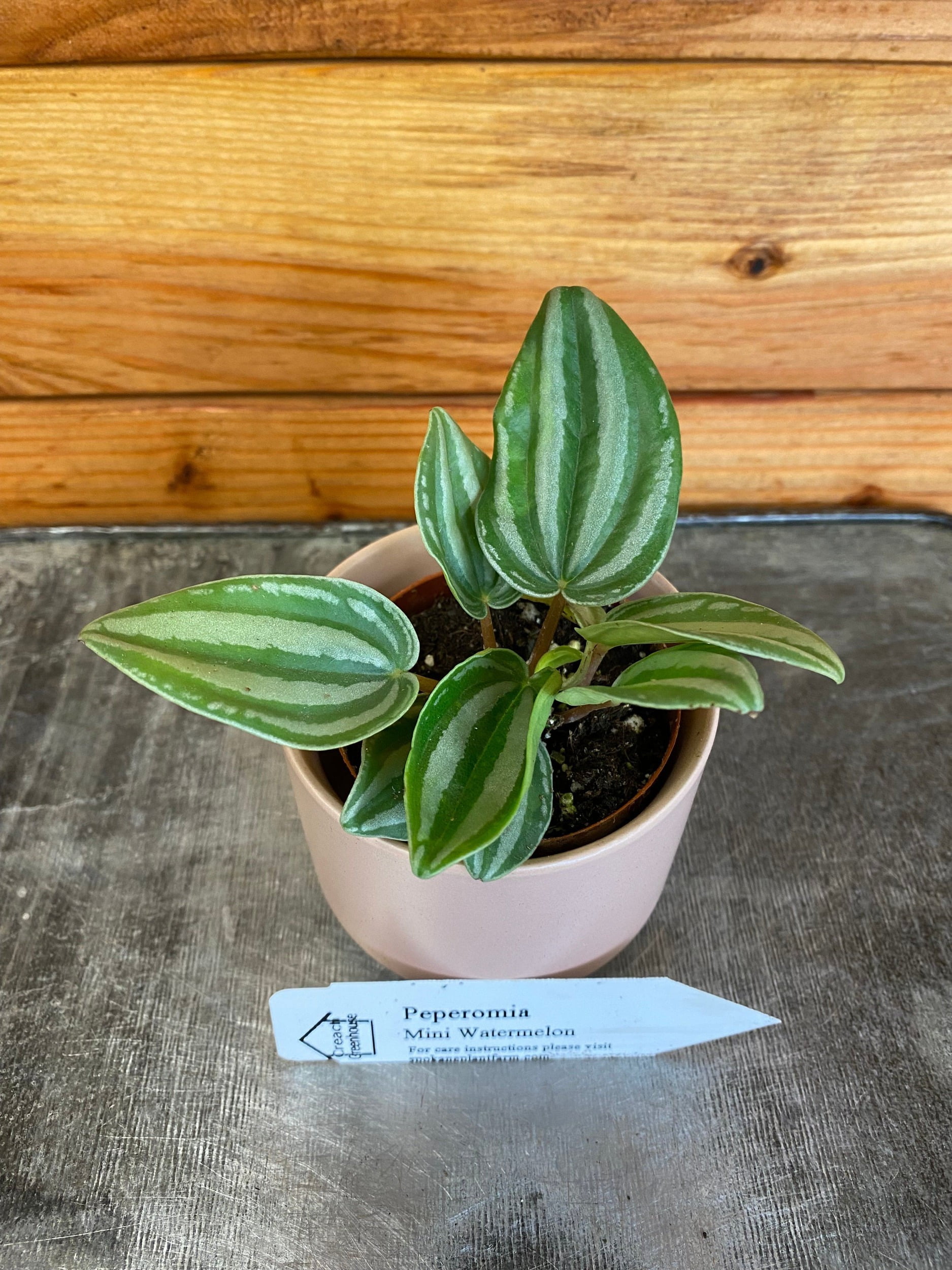Peperomia Mini Watermelon Plant, 2" Plant, The Plant Farm - Walmart.com