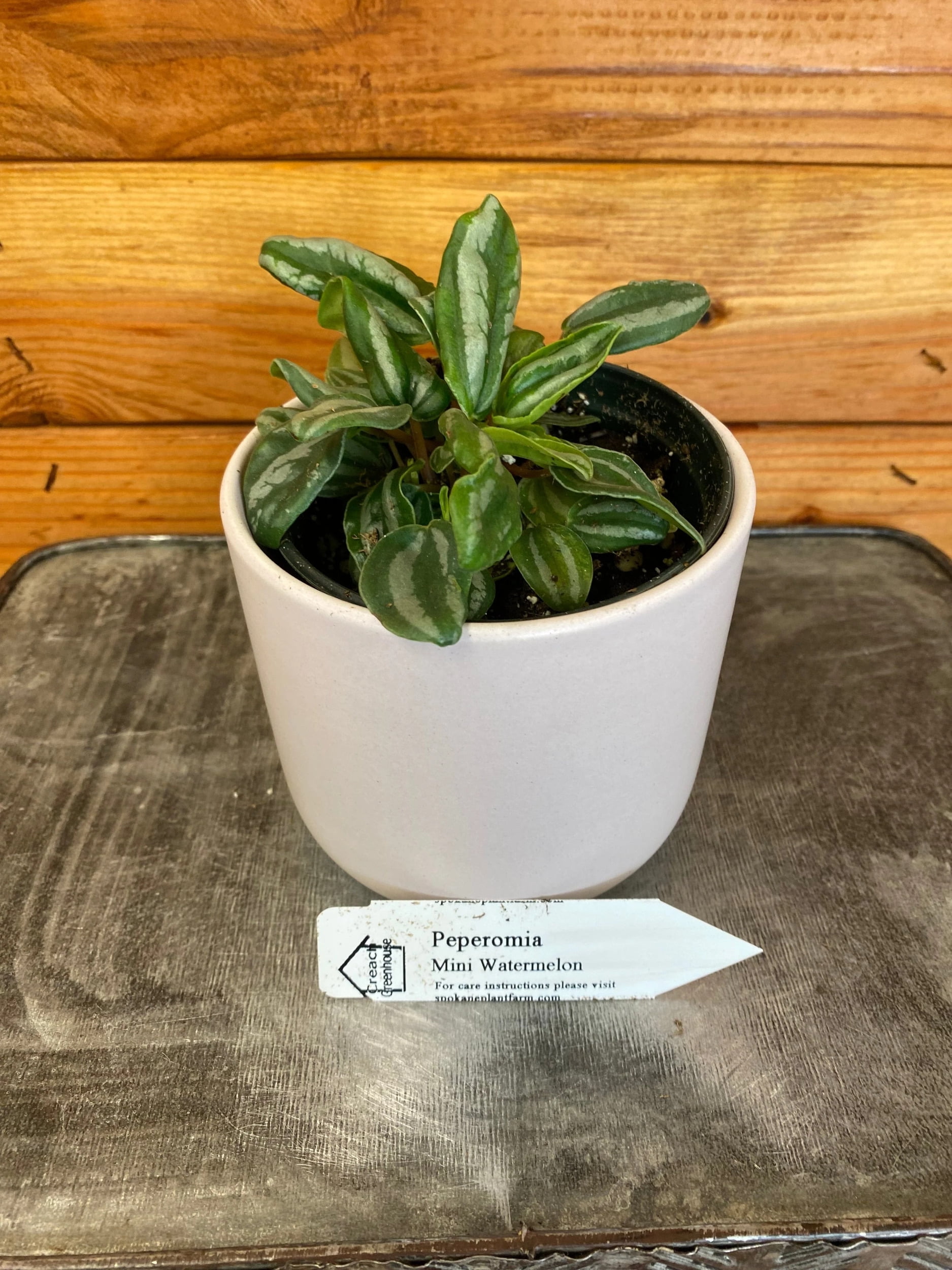 Peperomia Mini Watermelon Plant, 4" Plant, The Plant Farm - Walmart.com