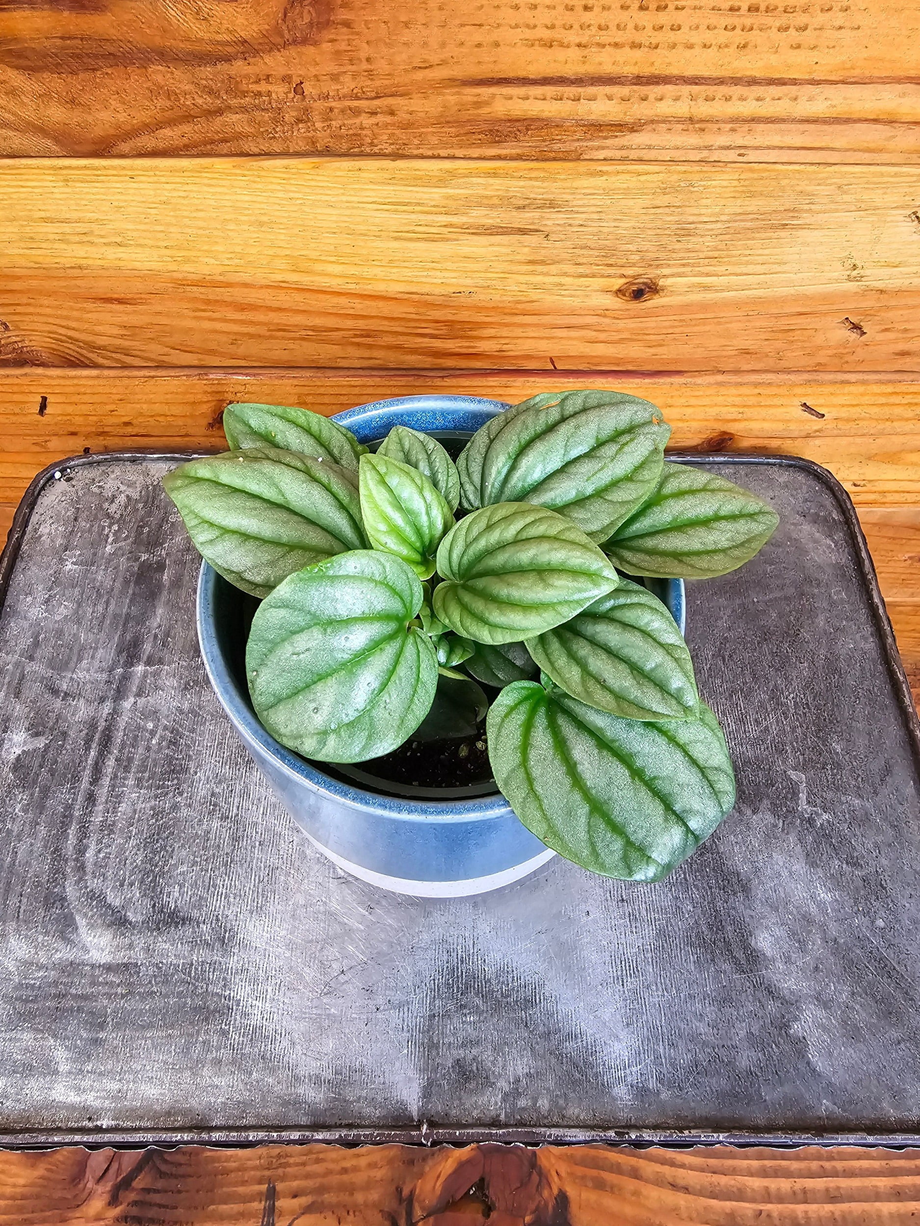 Peperomia Moonlight, 4" Plant, The Plant Farm - Walmart.com