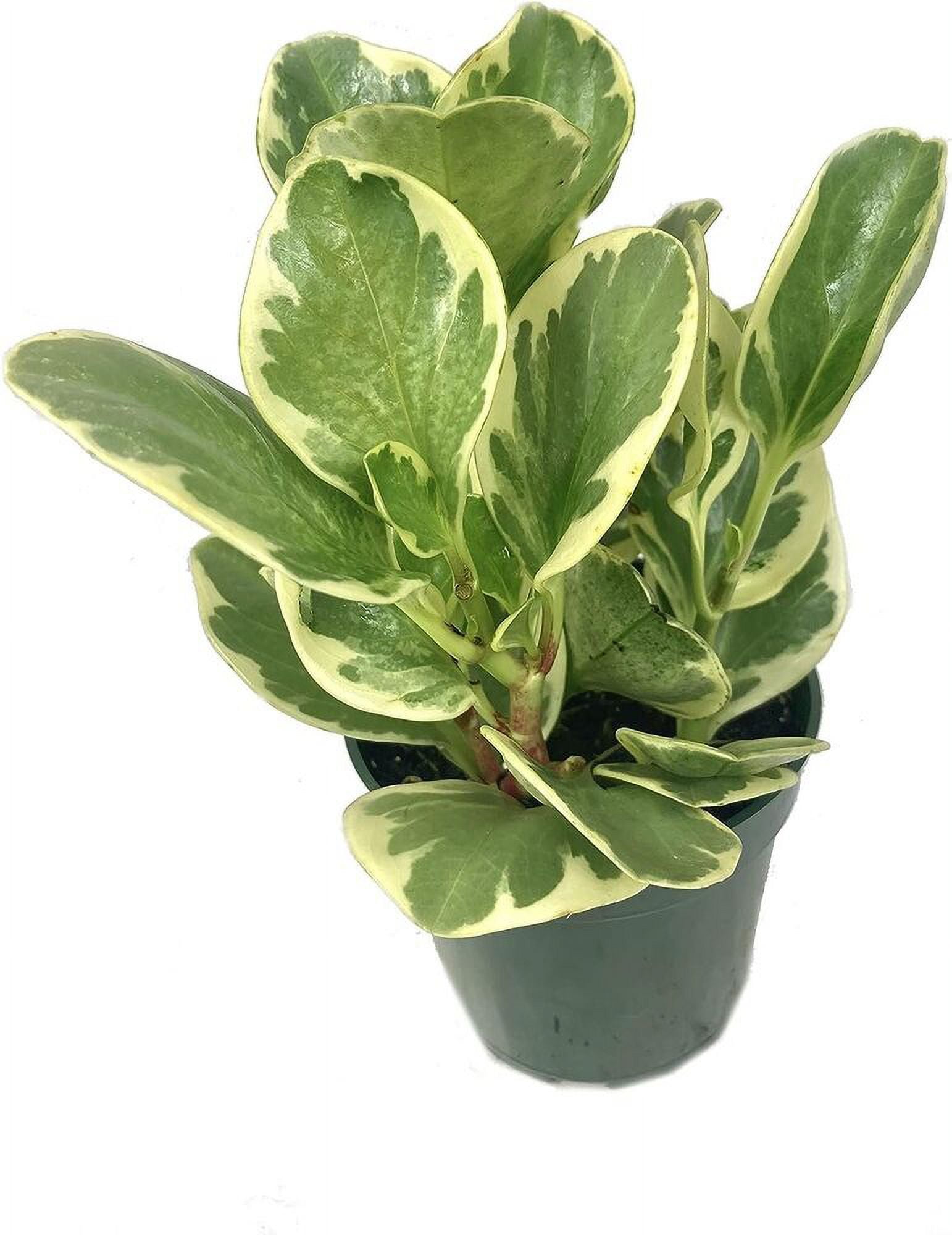 Ficus Tree Live Plant 5-Pack Live Ficus Tree Starter Plants - Easy-Care ...