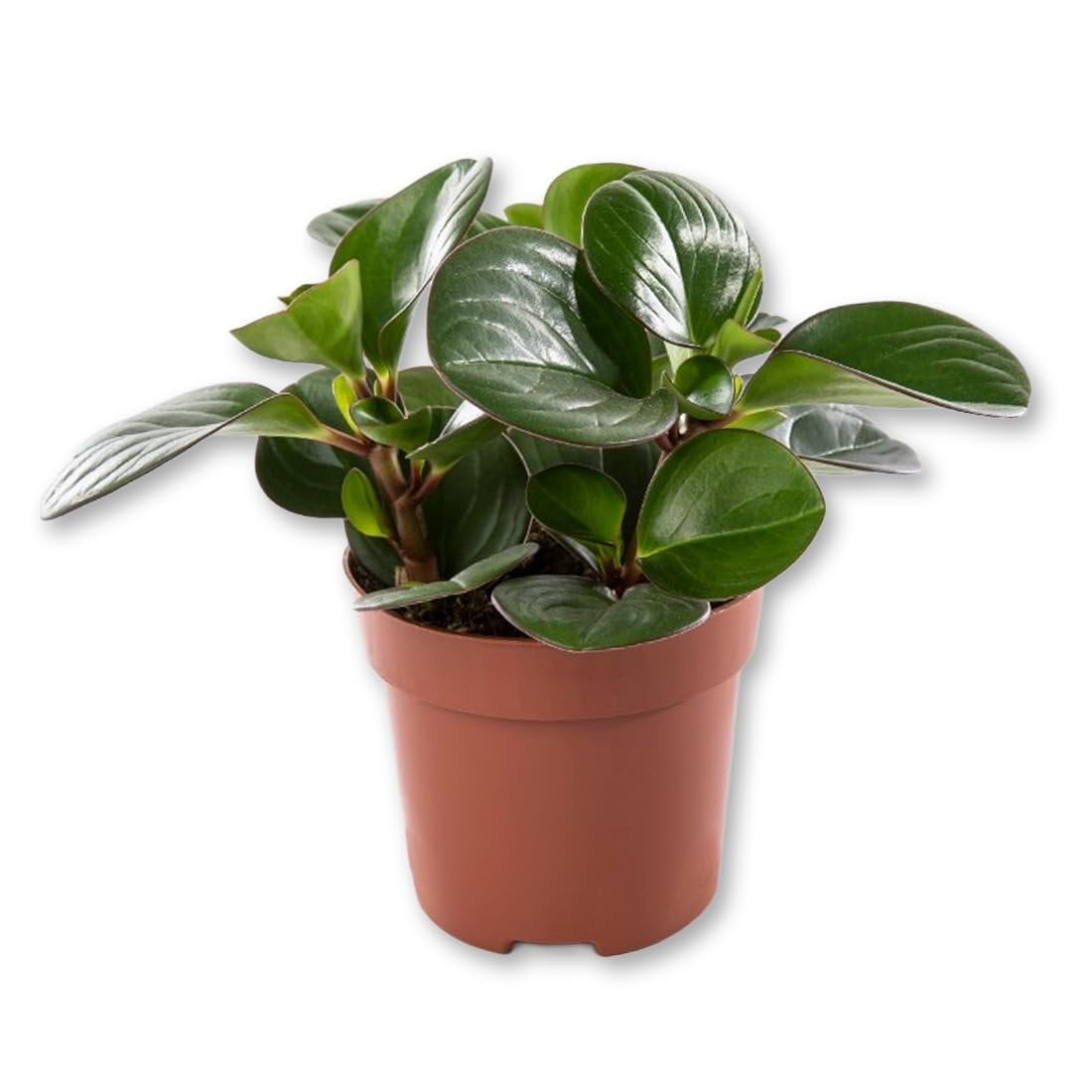 Peperomia Obtipan Green - 3 Live Starter Plants in 2 Inch Growers Pots ...