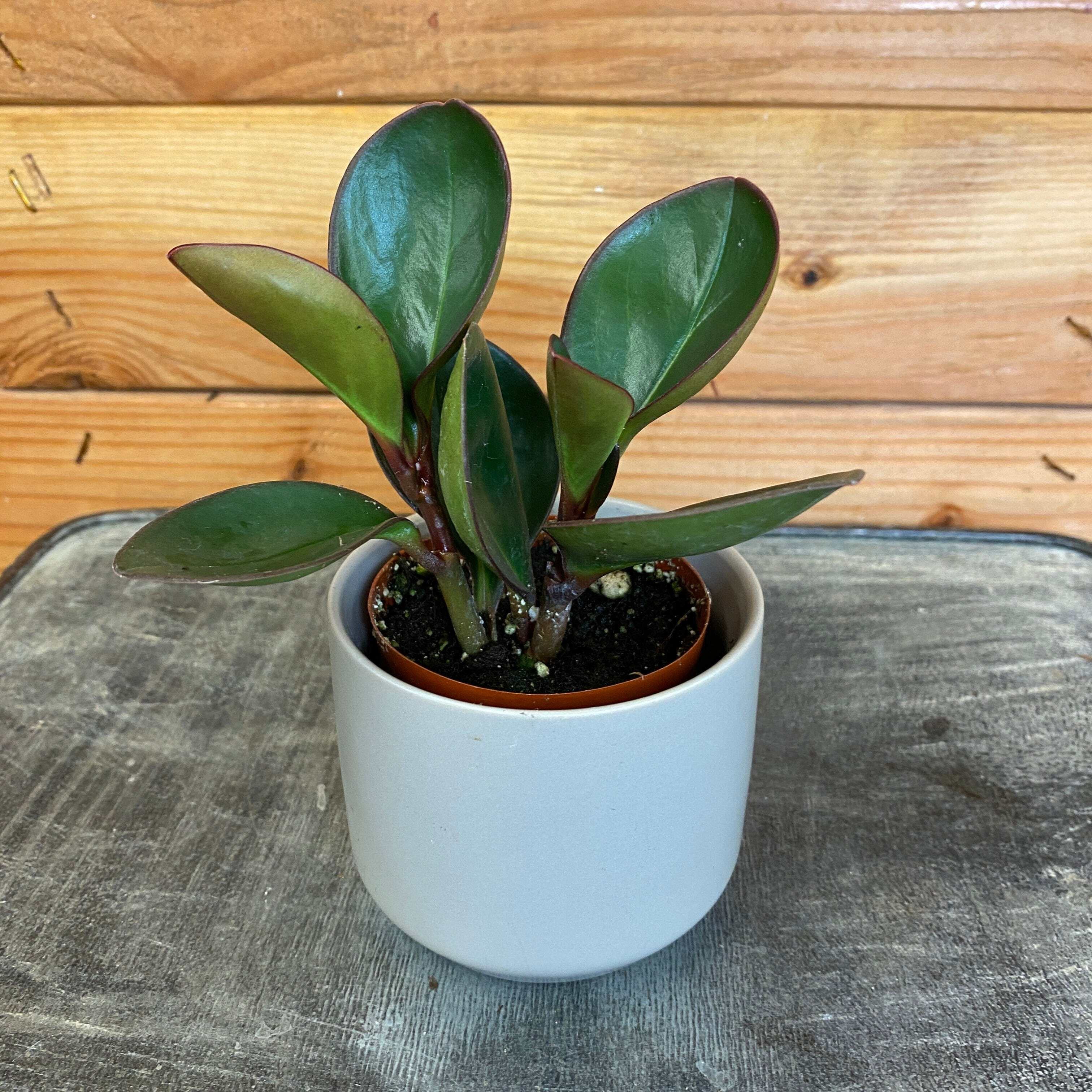 Peperomia Obtusifolia Red Margins, 2" Plant - Walmart.com