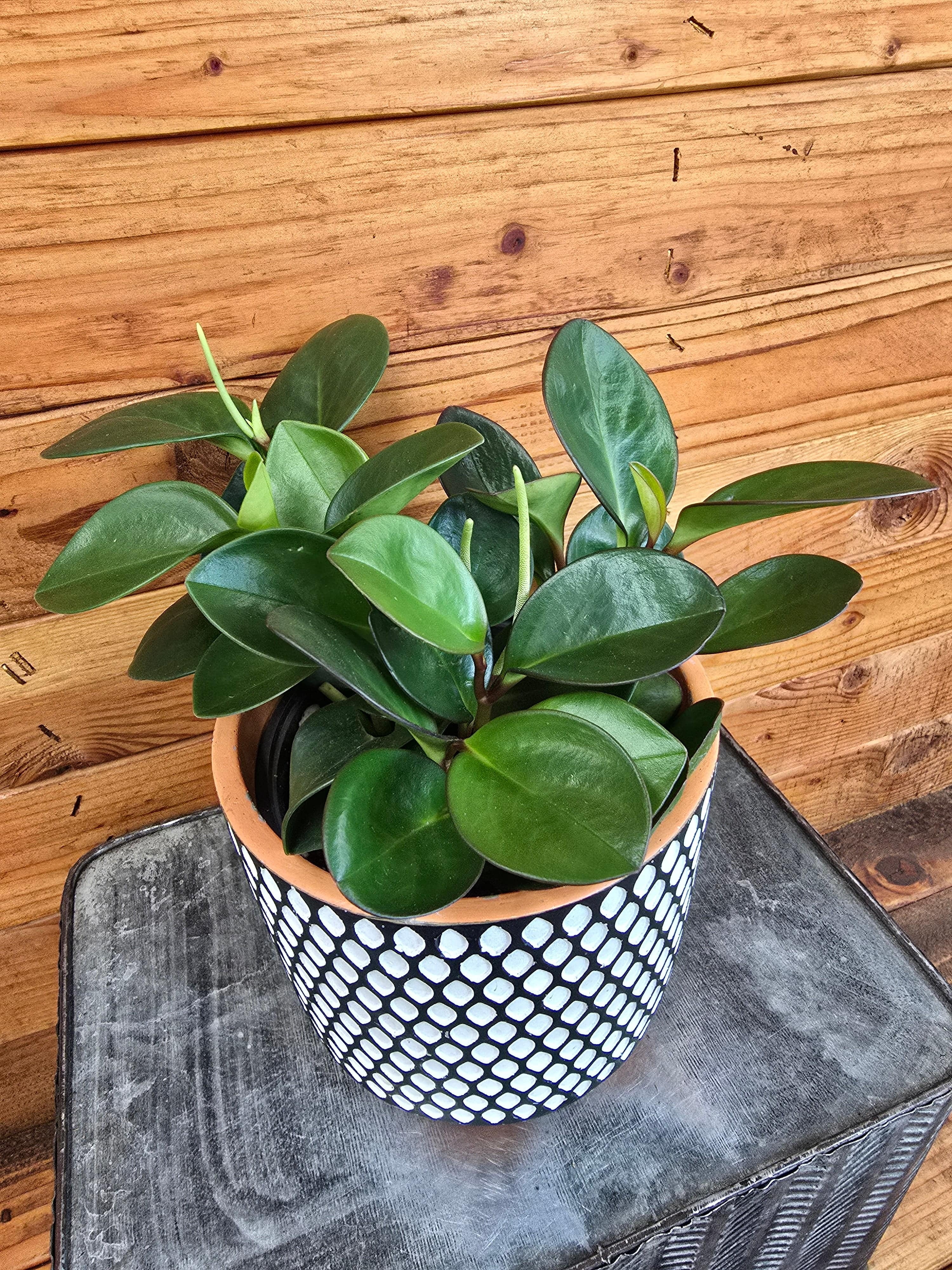 Peperomia Obtusifolia Red Margins, 6" Plant, The Plant Farm - Walmart.com