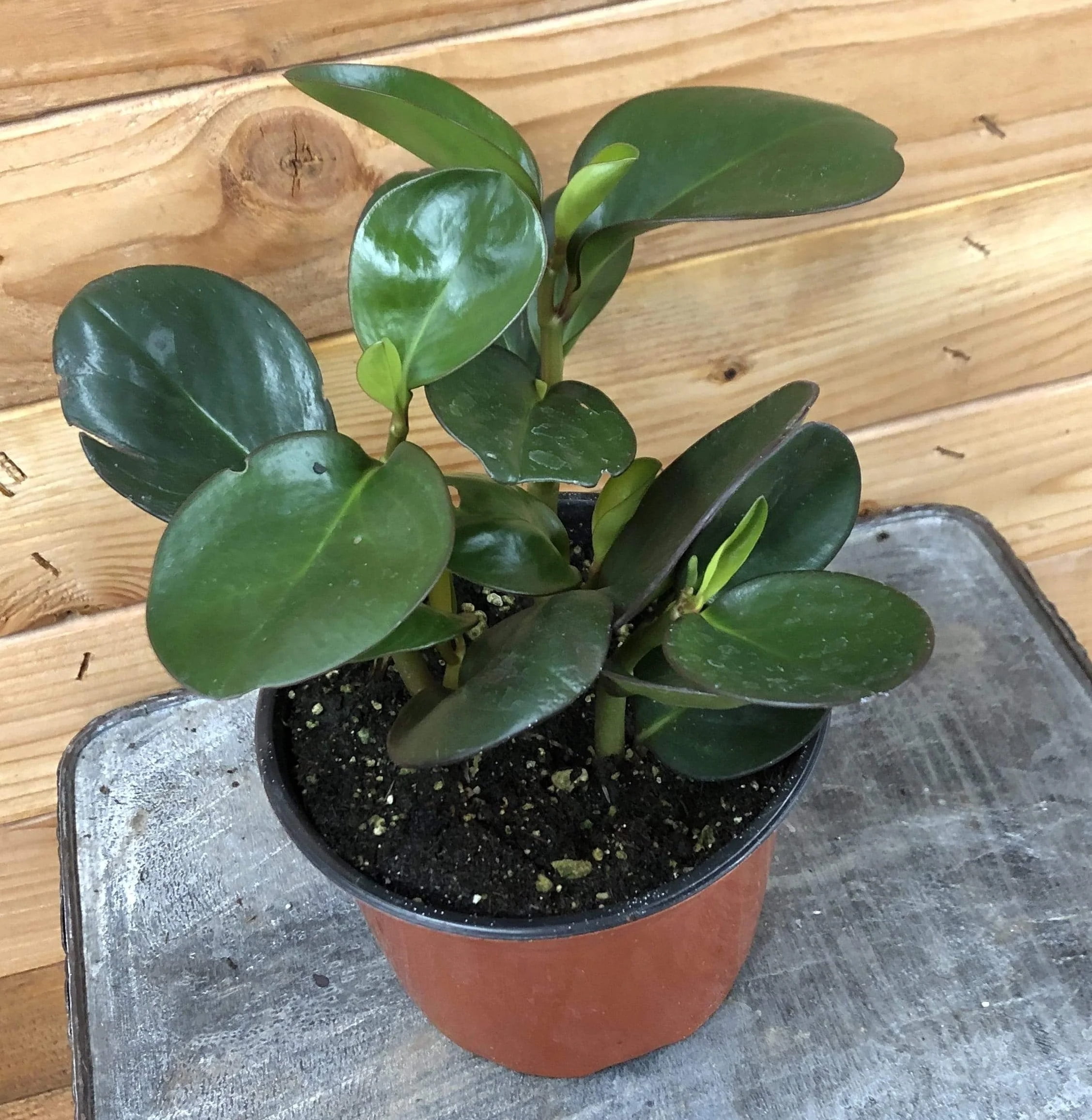 Peperomia Obtusifolia Red Margins, 6" Plant, The Plant Farm - Walmart.com