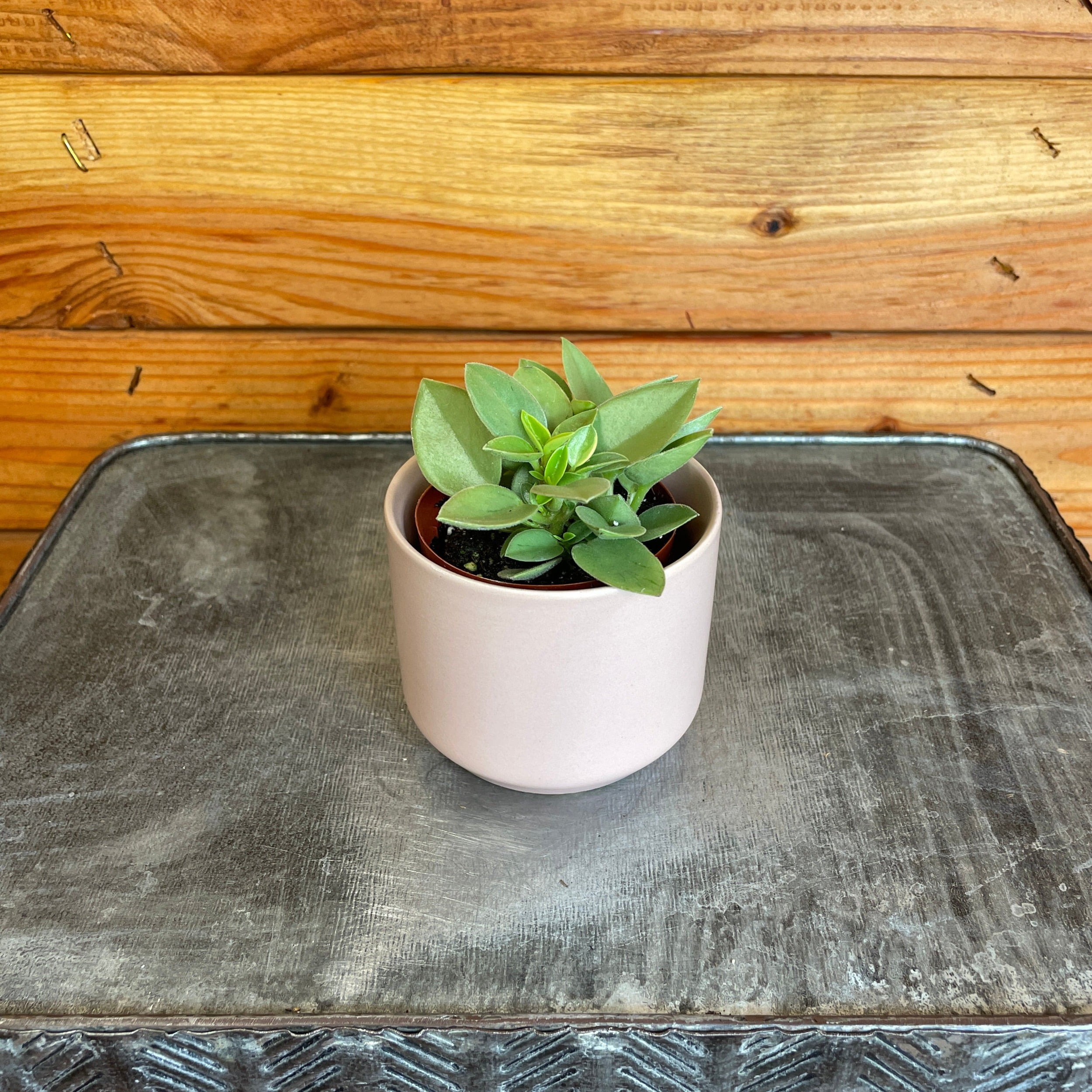 Peperomia Orba Pixie Lime, 2" Plant, The Plant Farm - Walmart.com