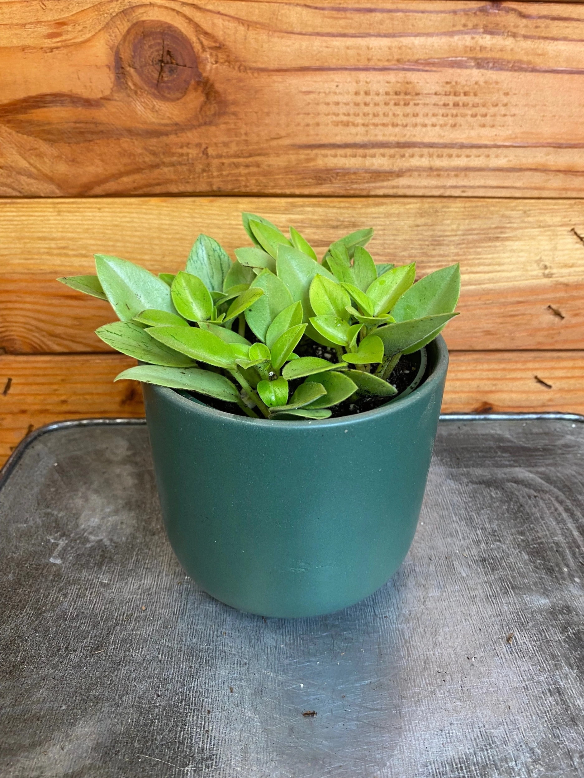 Peperomia Orba Pixie Lime, 4" Plant, The Plant Farm - Walmart.com
