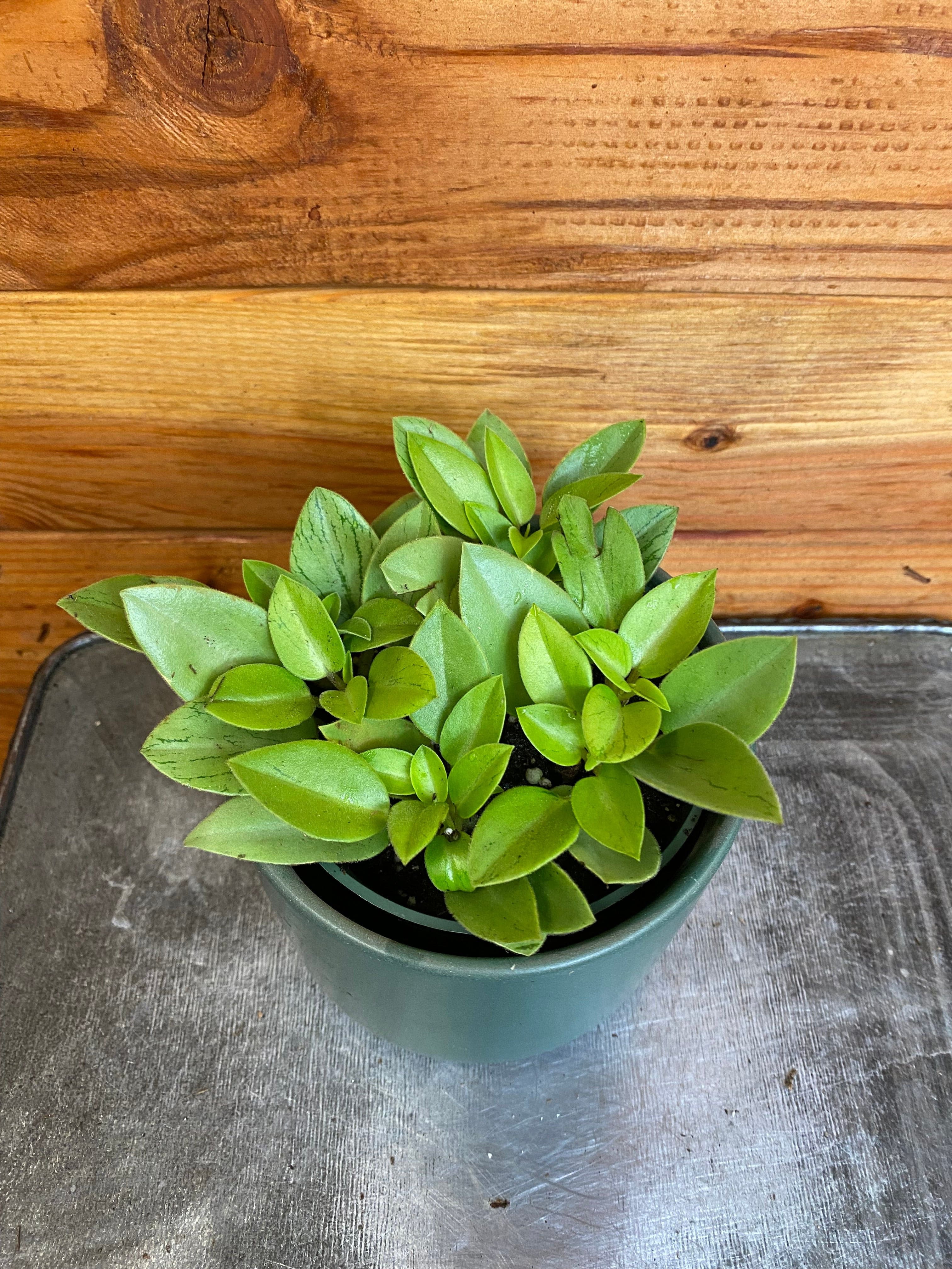 Peperomia Orba Pixie Lime, 4" Plant, The Plant Farm - Walmart.com