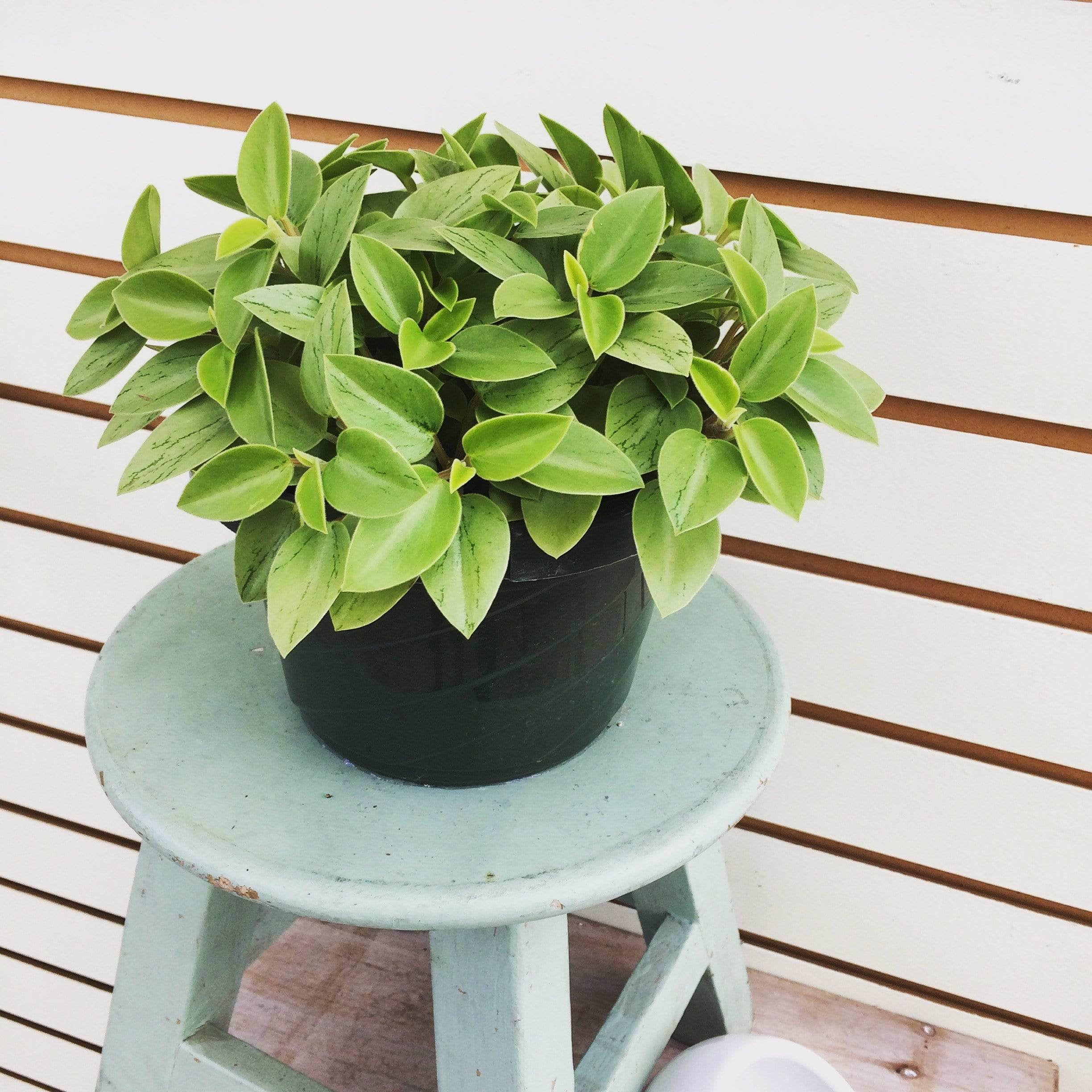 Peperomia Orba Pixie Lime, 6" Plant, The Plant Farm - Walmart.com