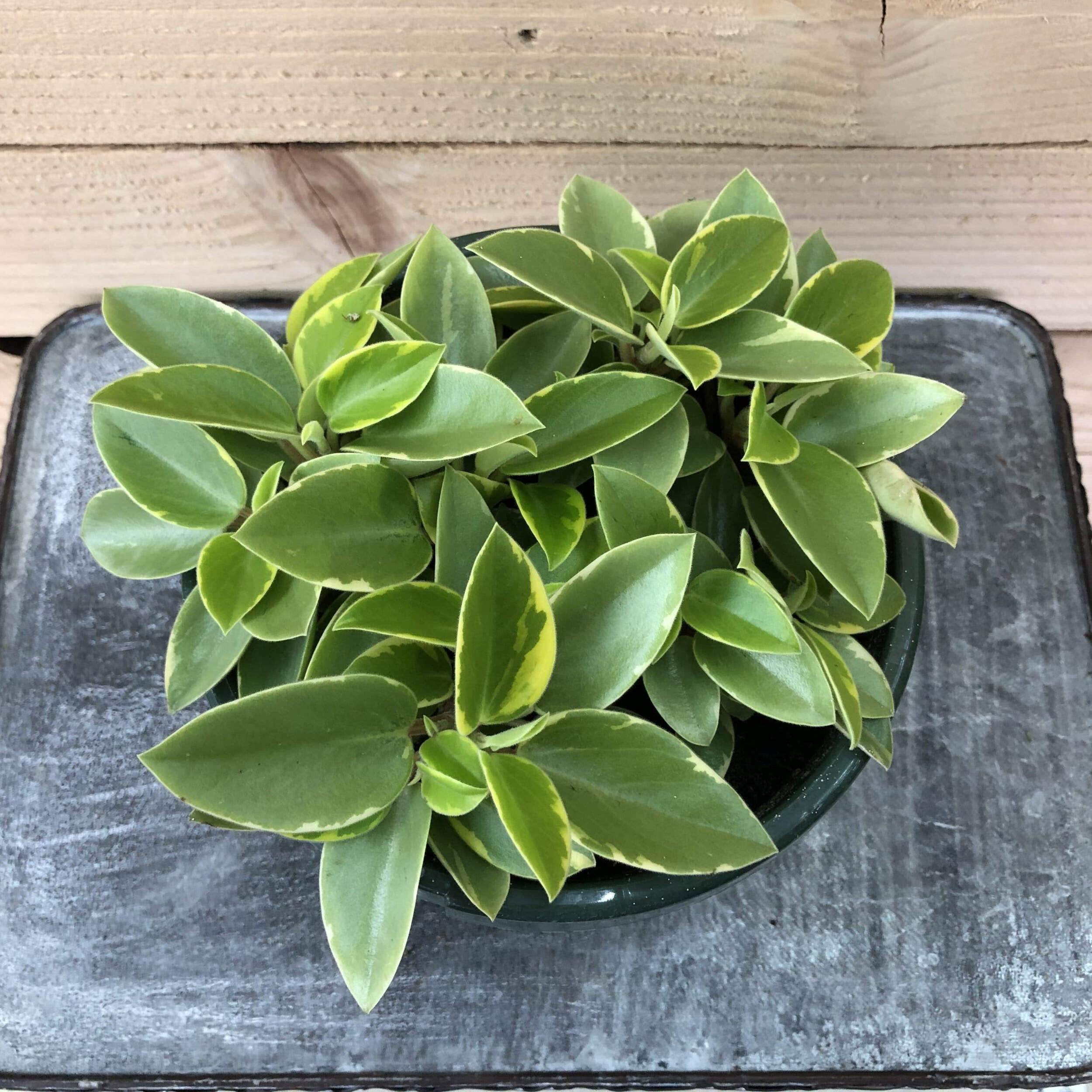 Peperomia Orba Pixie Lime Variegated, 6" Plant - Walmart.com