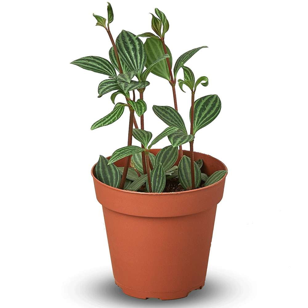 Peperomia Parallel Live Plant for Indoor | Different Houseplants in 4 ...