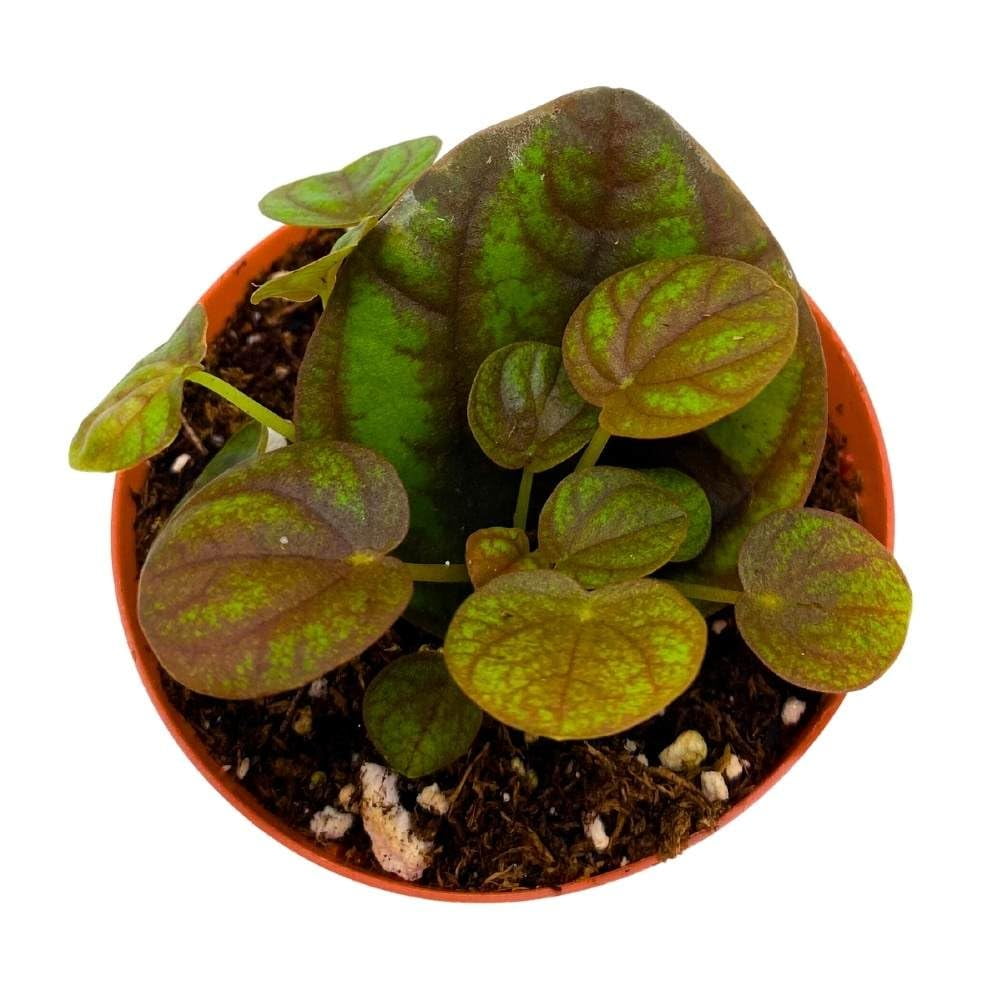 Peperomia Peppermill 2 inch Pixie Pep - Walmart.com