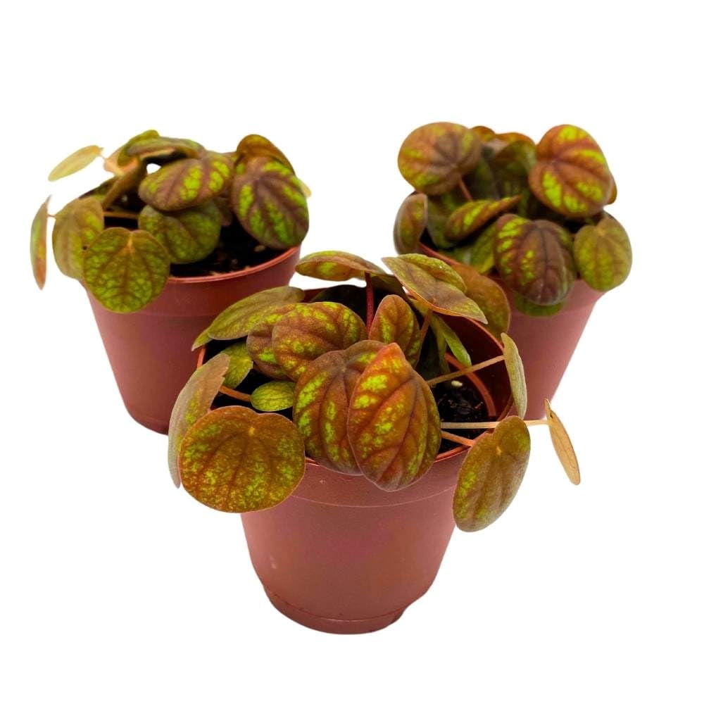 Peperomia Peppermill, 2 inch Set of 3, Orange-y Brown Green Rare Pep ...