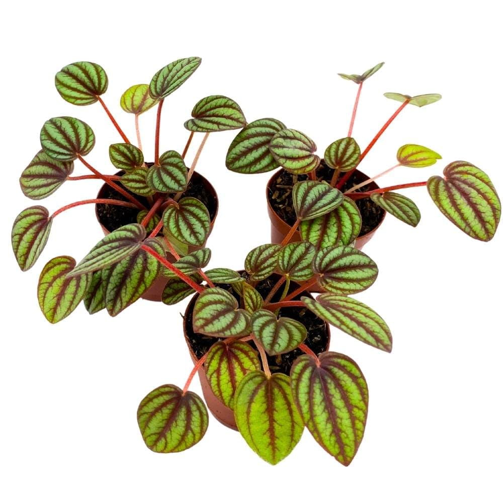 Peperomia Piccolo Banda, 2 inch Set of 3, Red and Green Streaks ...