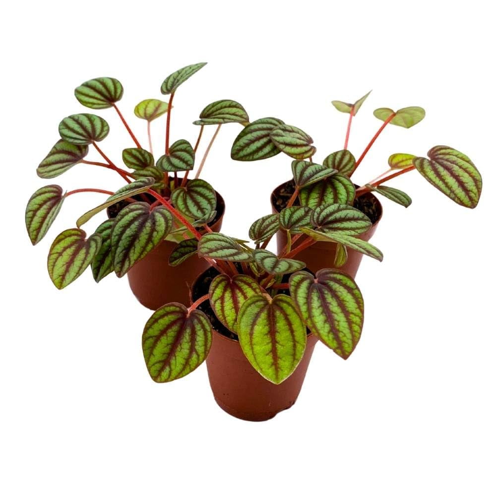 Peperomia Piccolo Banda, 2 inch Set of 3, Ripple Caperata Tiny Mini ...