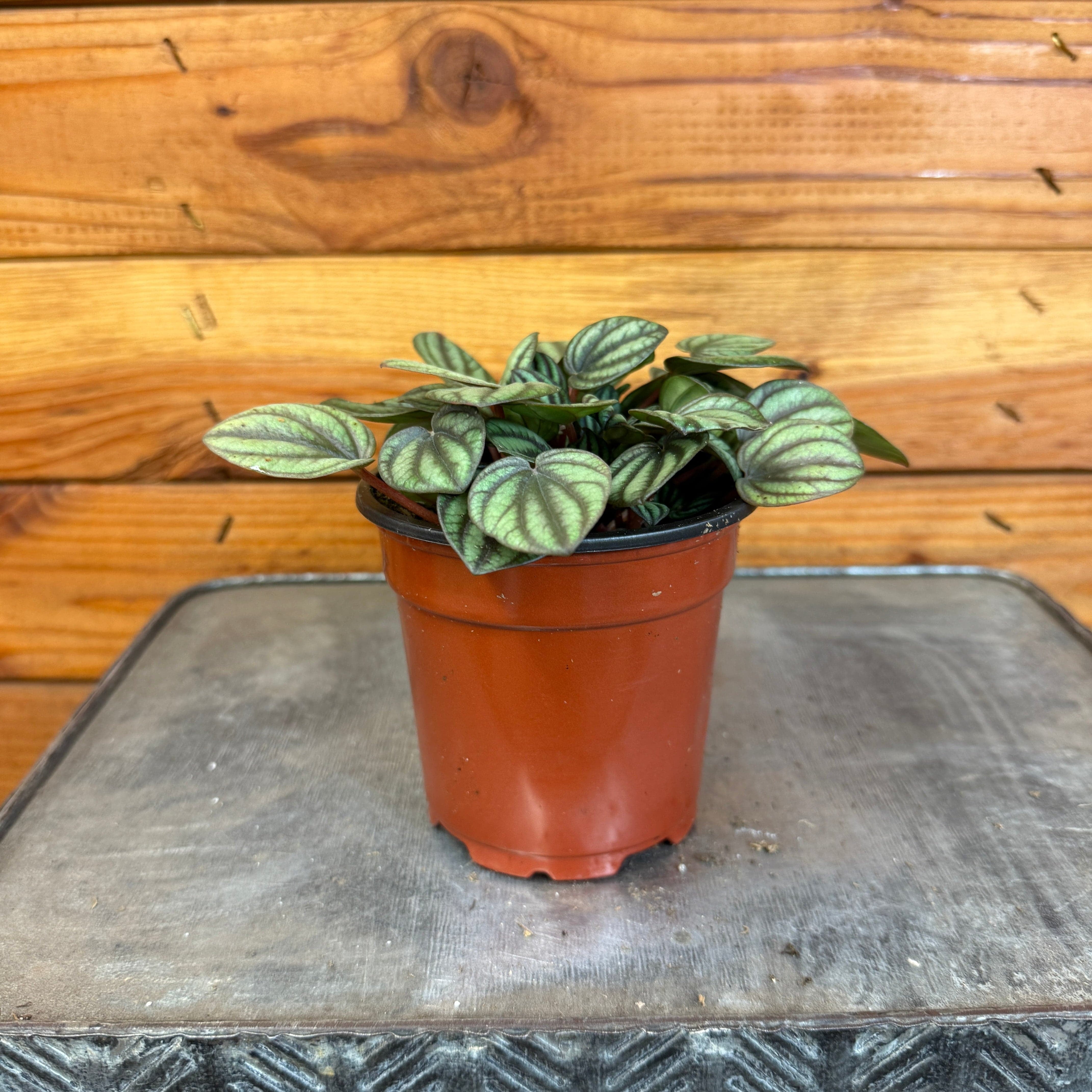 Peperomia Piccolo Banda, 4" Plant, The Plant Farm - Walmart Business ...