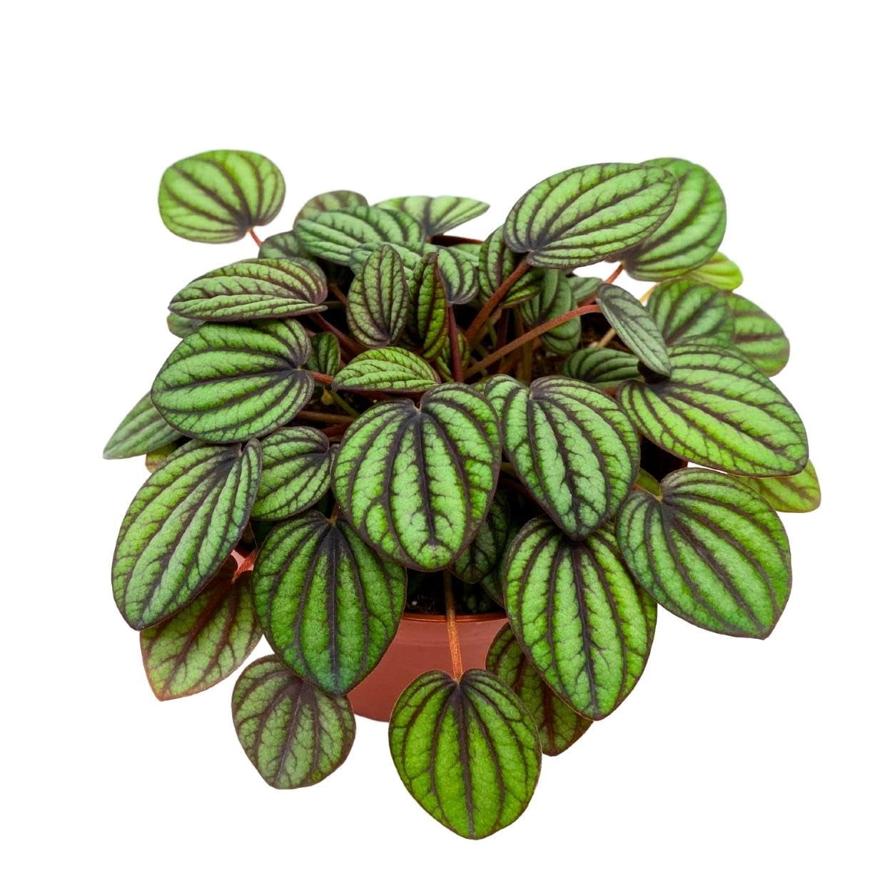 Peperomia Piccolo Banda 4 inch Peacock Peperomia albovittata - Walmart.com