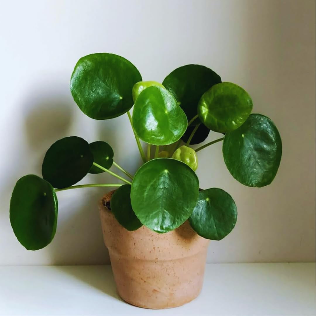 Peperomia Pilea Plants Live, 2 Plants, Live Money Tree Plants ...