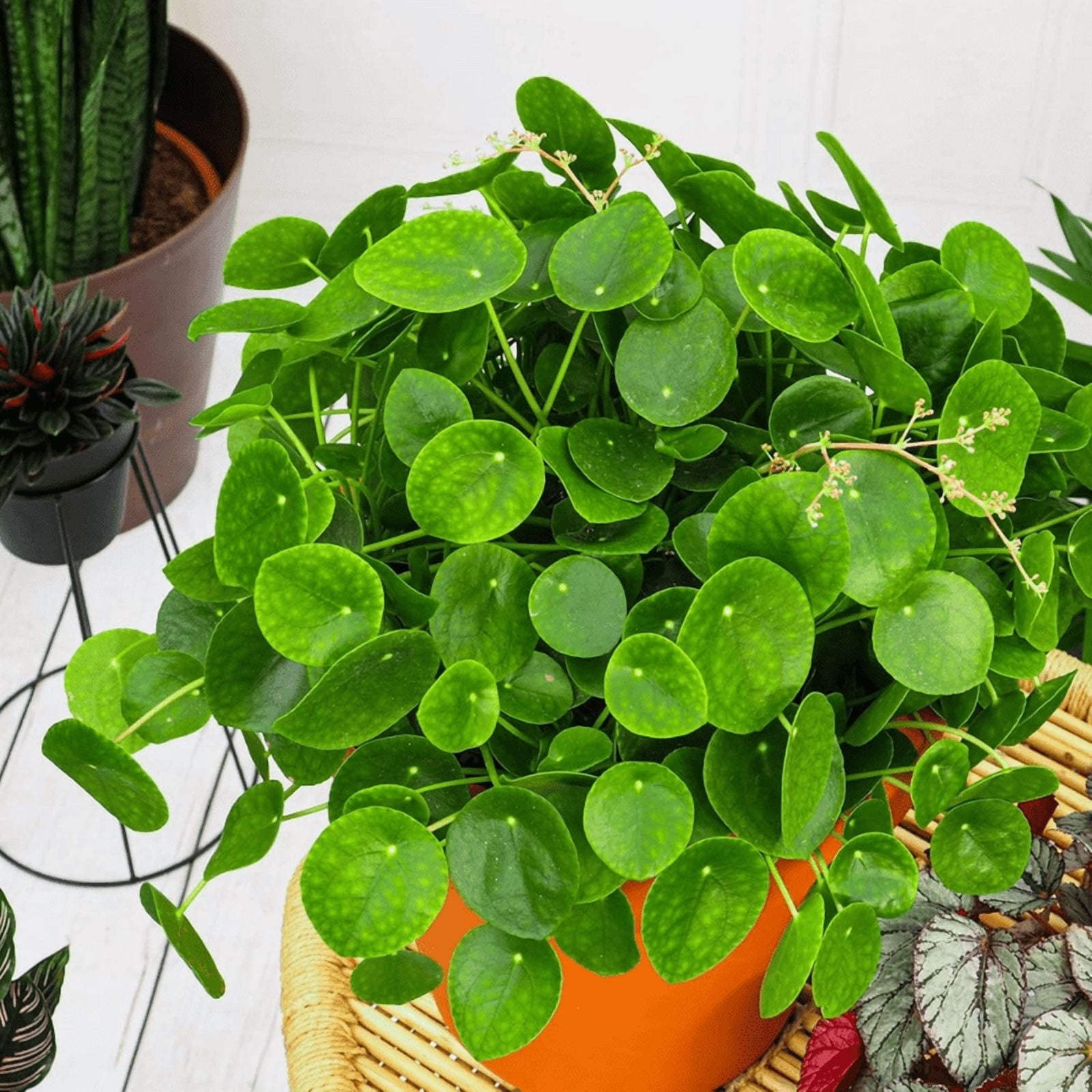 Peperomia Pilea Plants Live, Money Starter Plant Indoor Houseplant, 5 ...