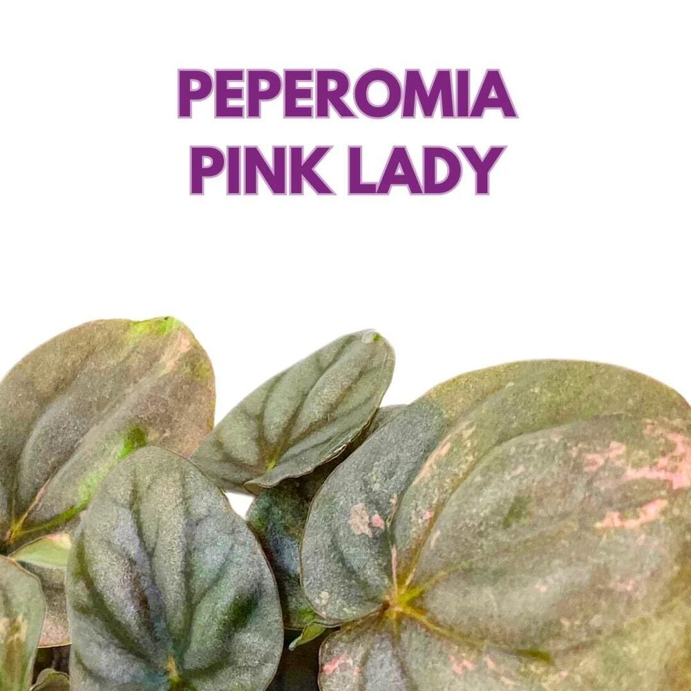 Peperomia Pink Lady 2 inch Harmony's Pink Variegated pep Strong ...