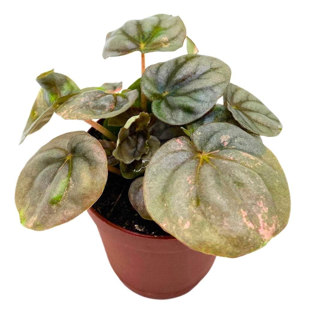 Peperomia Pink Lady 2 inch Harmony's Pink Variegated pep Strong ...