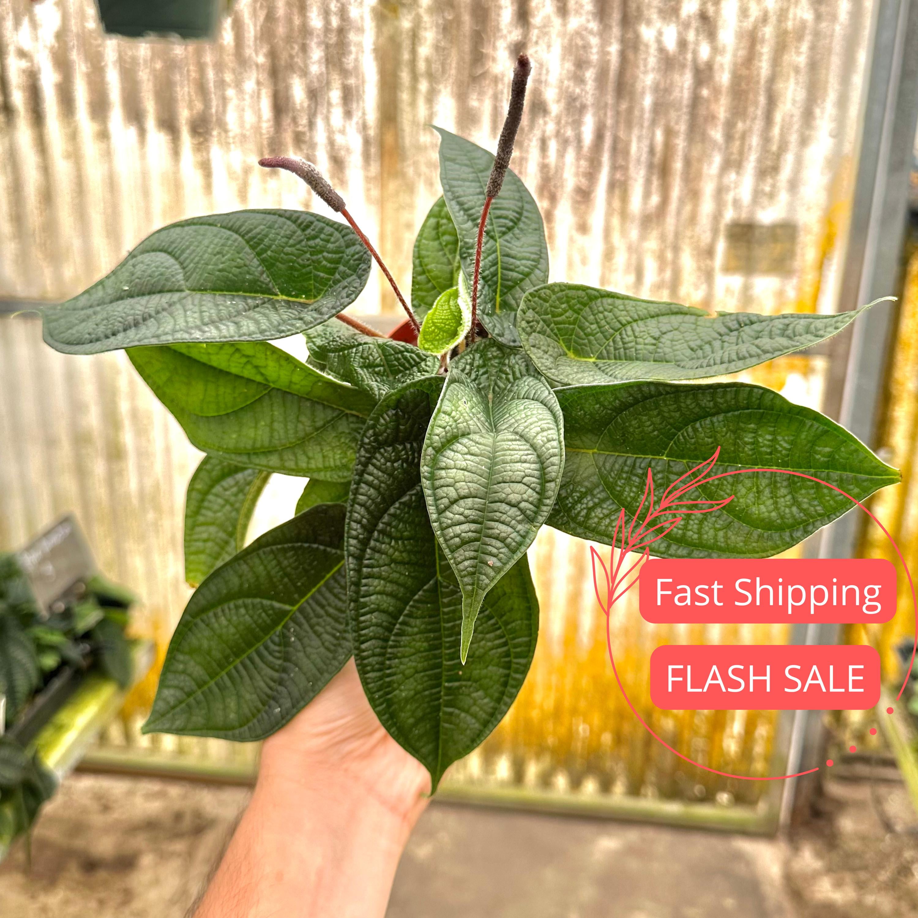 Peperomia Piper Parmatum Live Plant | Peperomia Plant Starters | Pet ...