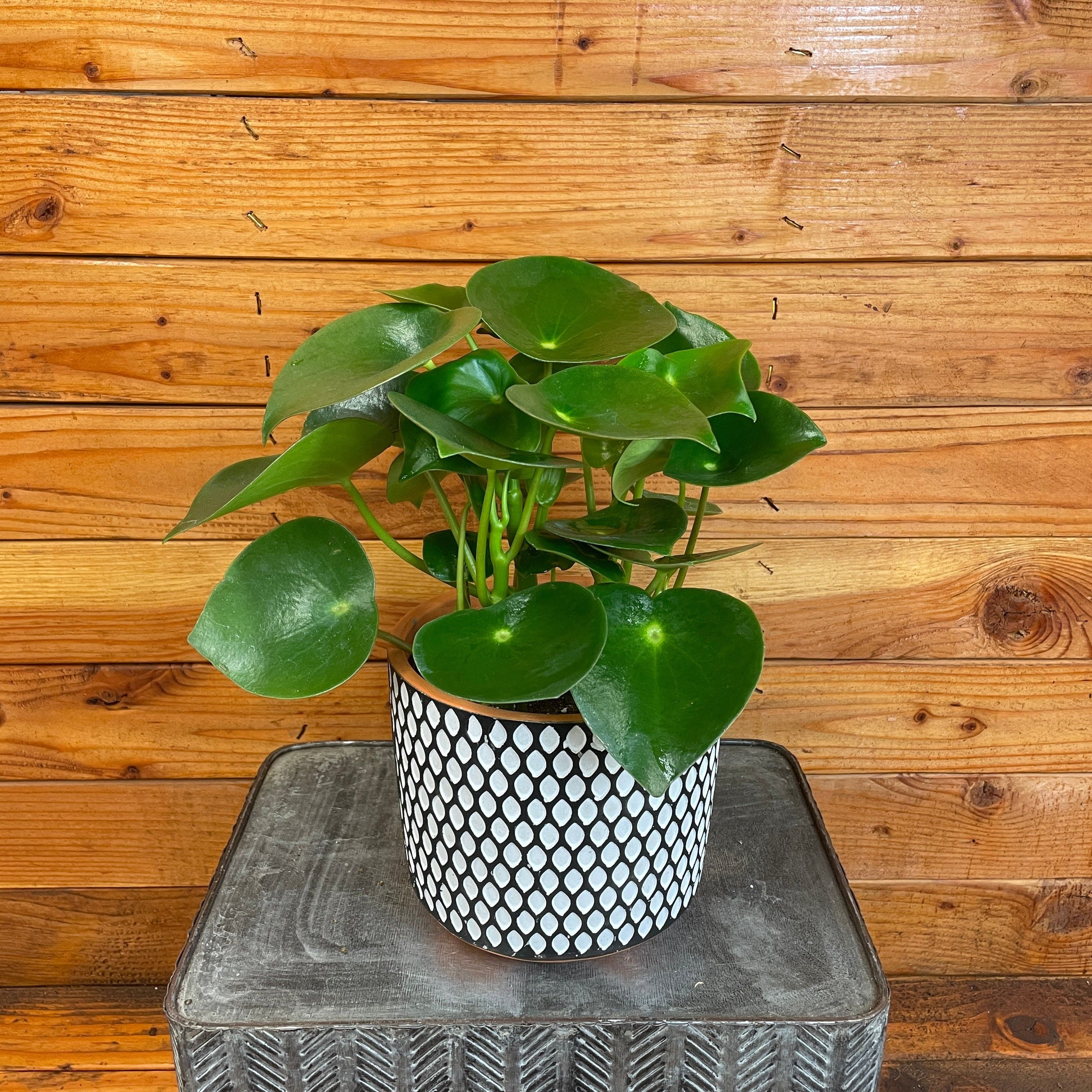 Peperomia Polybotrya Raindrop, 6" Plant - Walmart.com