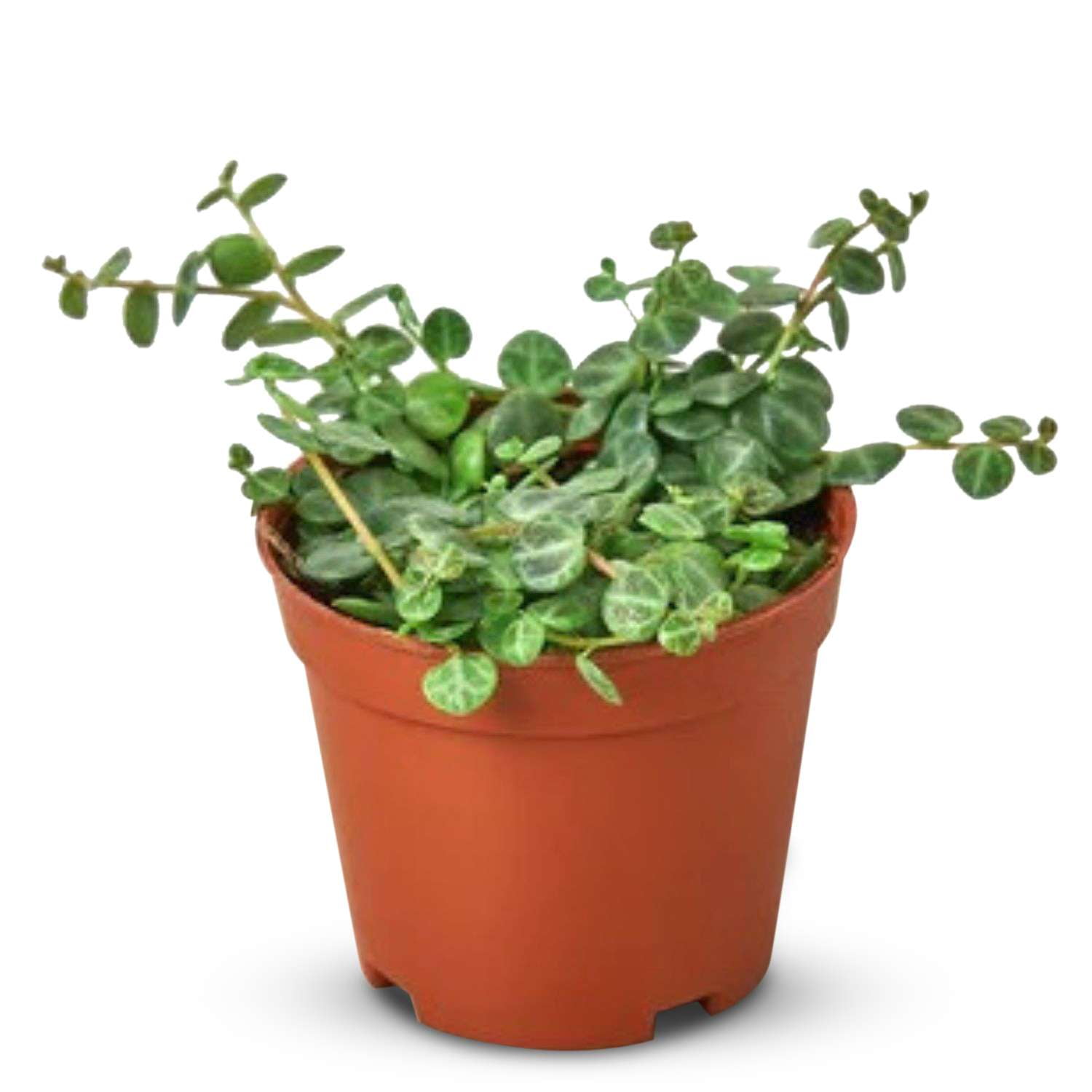Peperomia Prostrata String of Turtles Live Plant for Indoor | Different Houseplants in 4'' & 6 ...
