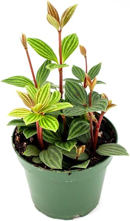 Peperomia Puteolata - 5 Live Plants in 4 Inch Growers Pots - Peperomia ...