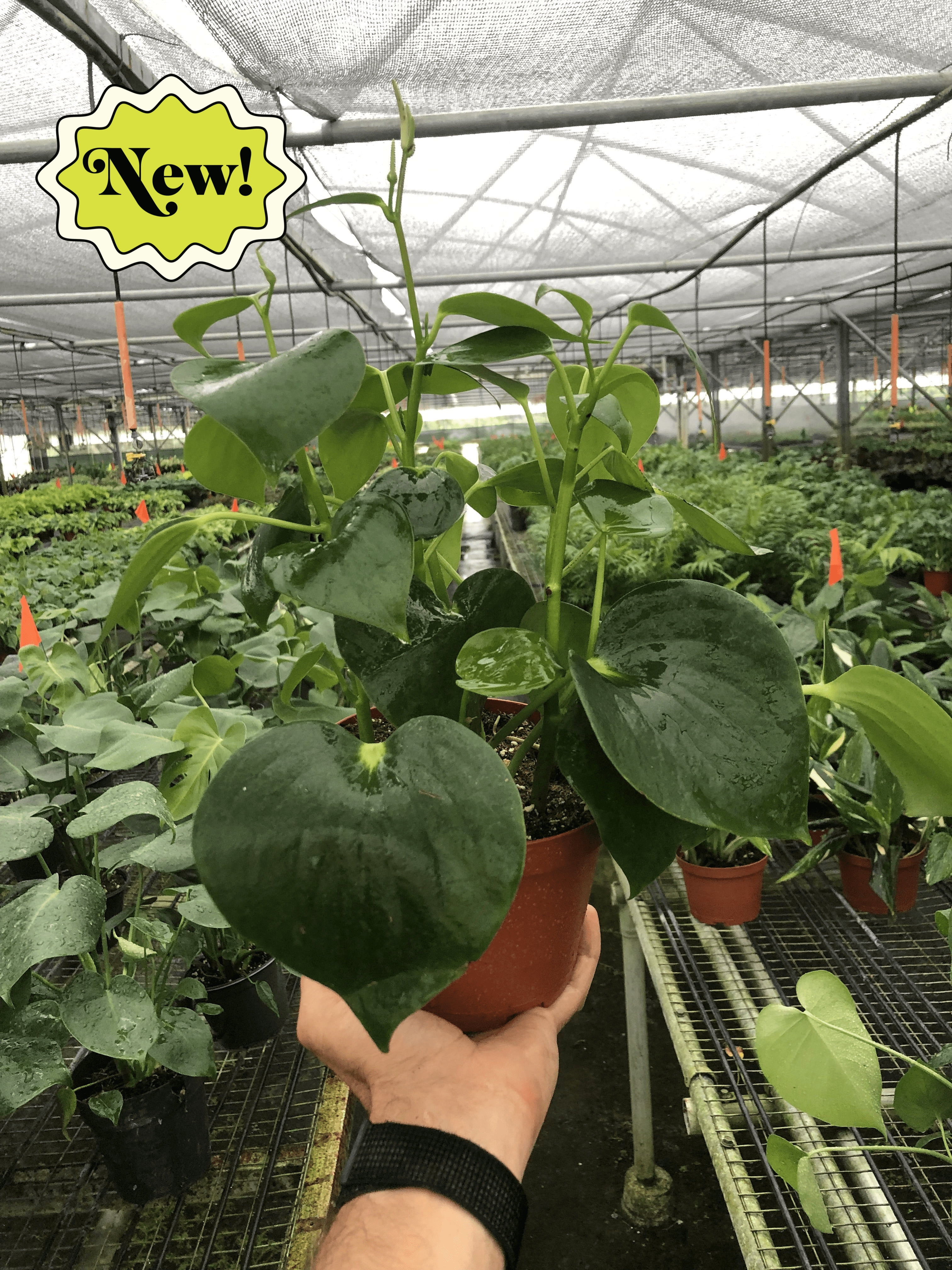 Peperomia 'Raindrop' - 4" Pot in 4" Pot | Live Plant for Indoor | 7 ...