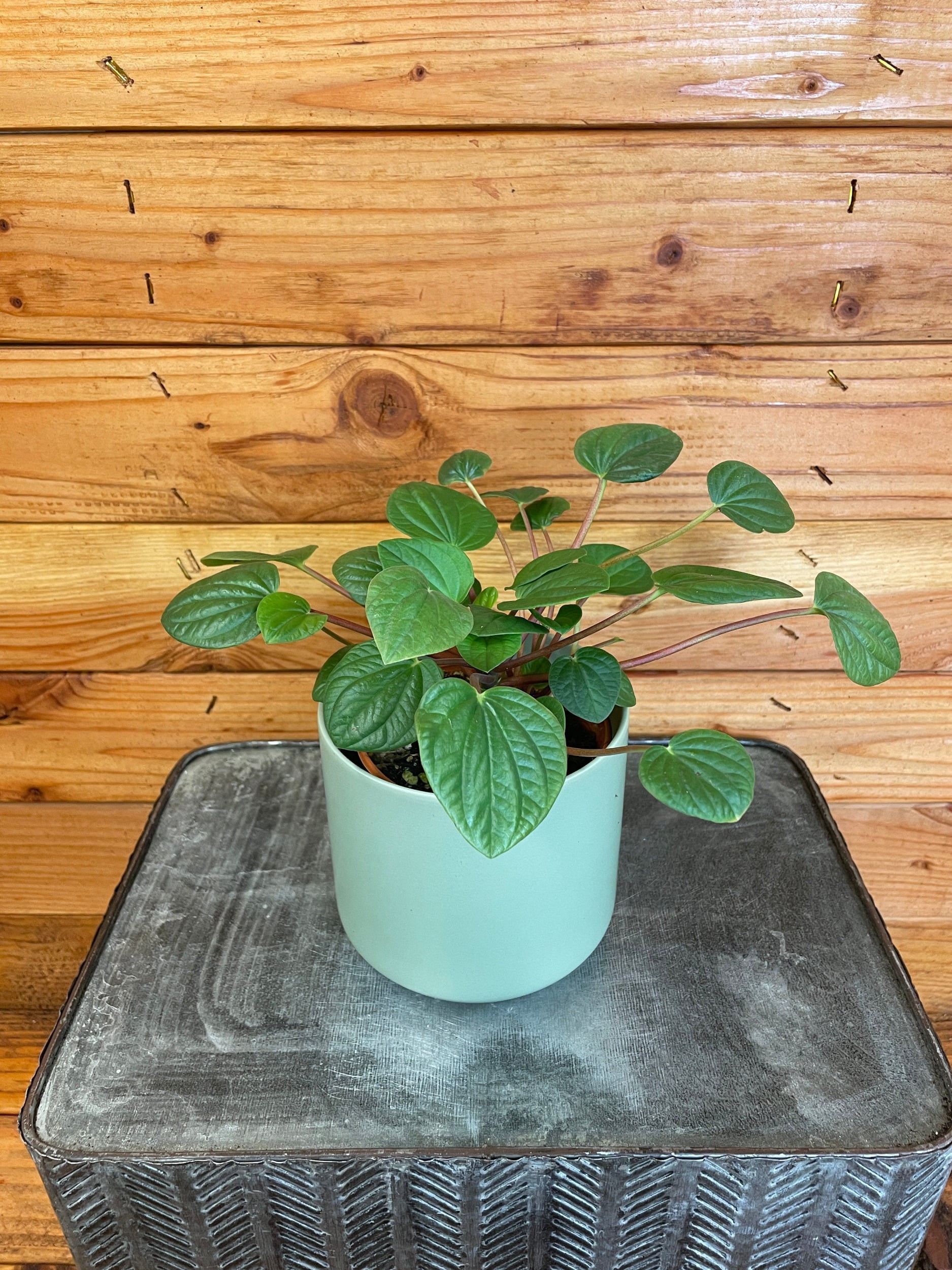 Peperomia Rana Verde, 4" Plant, The Plant Farm - Walmart.com