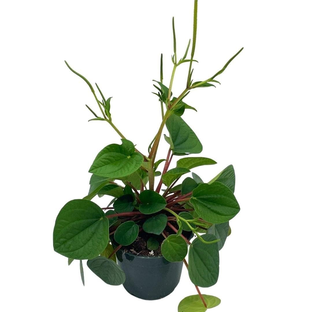 Peperomia Rana Verde, 4 inch Albovittata, Green Chinese Money Plant ...
