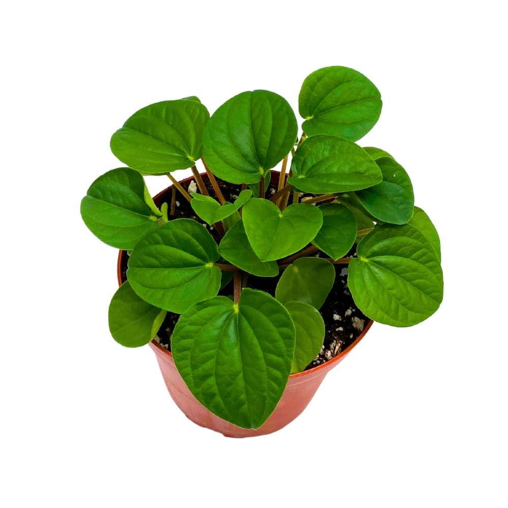 Peperomia Rana Verde, 4 inch Green albovittata - Walmart.com