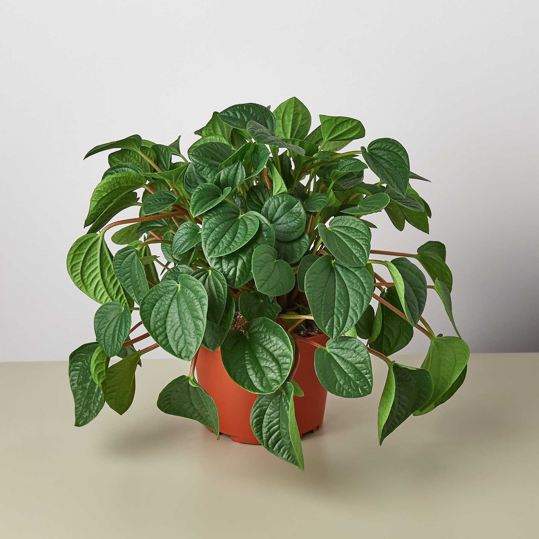 Peperomia 'Rana Verde' - 6" Pot - Walmart.com