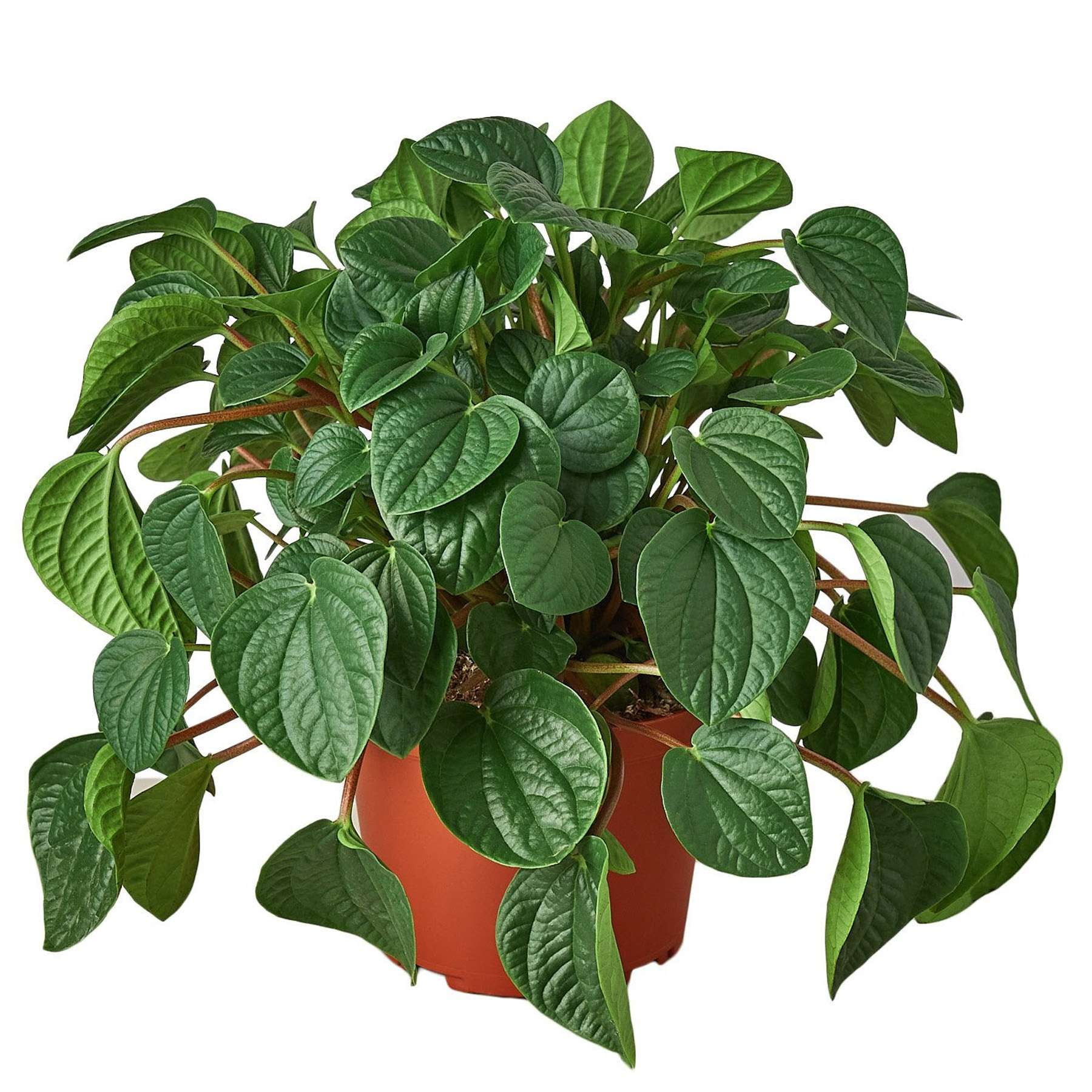 Peperomia Rana Verde Live Plant for Indoor | Different Houseplants in 4 ...