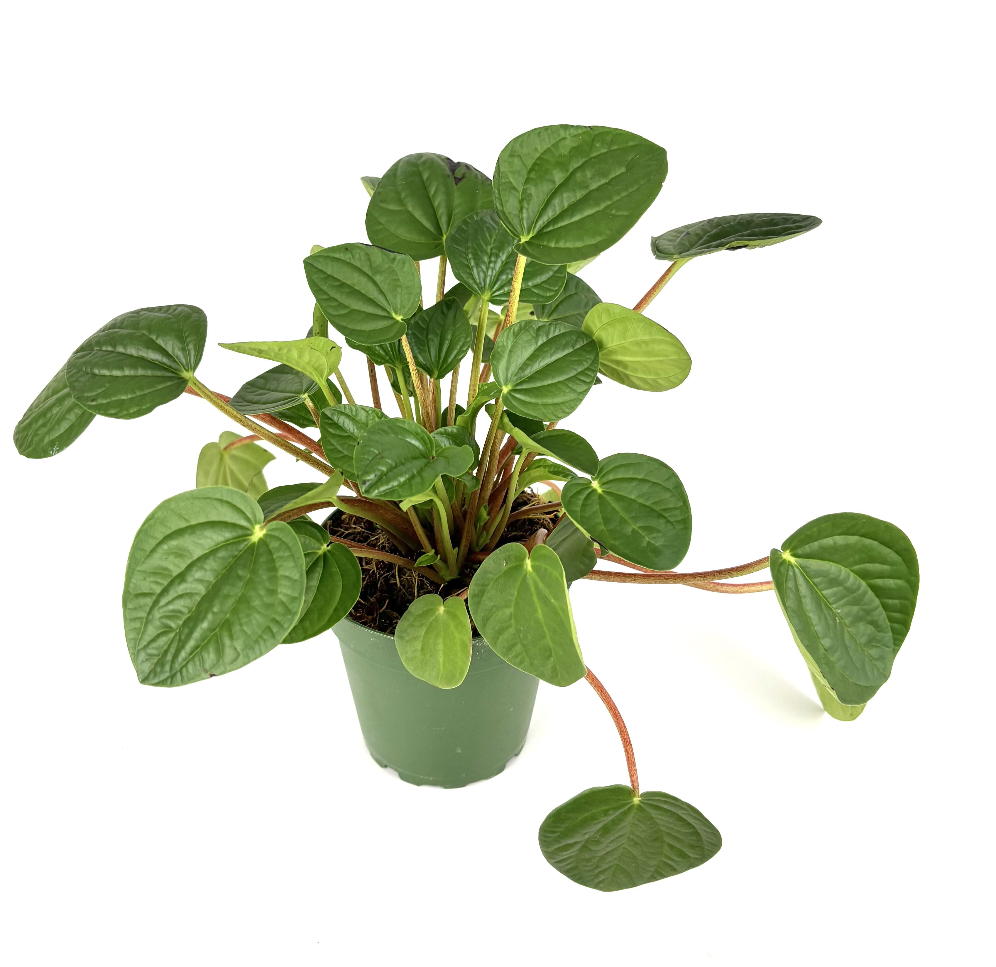 Peperomia Rana Verde Live Plants in 4” Pot, Air Purifying - Walmart.com