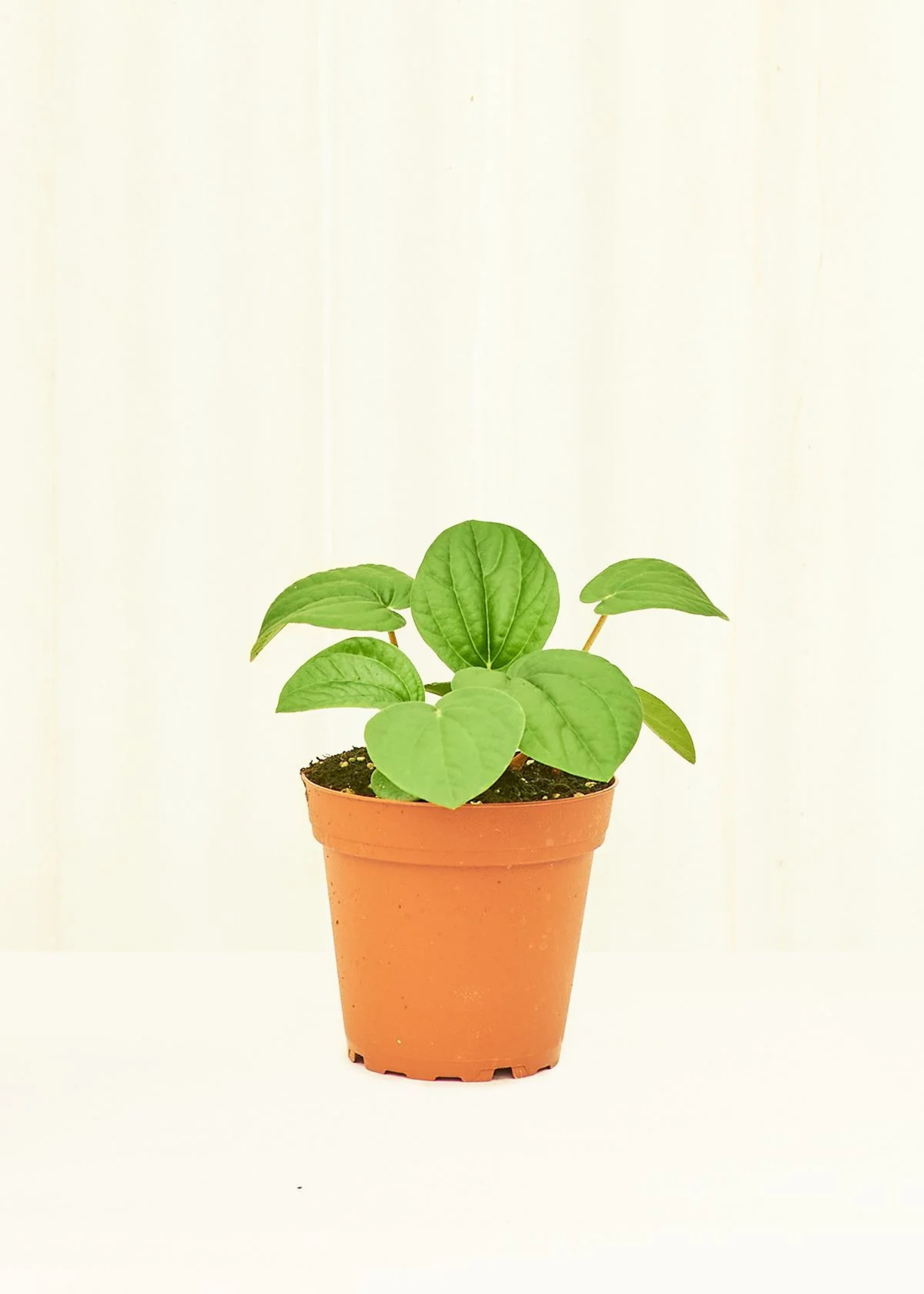 Peperomia Rana Verde - Peperomia Albovittata Live Green Plant in 4" Pot ...