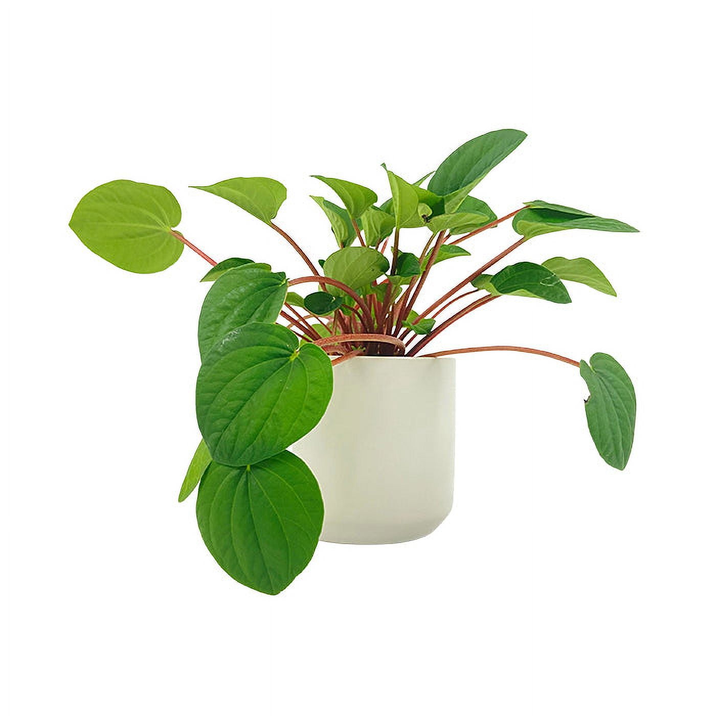 Peperomia 'Rana Verde' | Peperomia albovittata 'Rana Verde', 4 ...