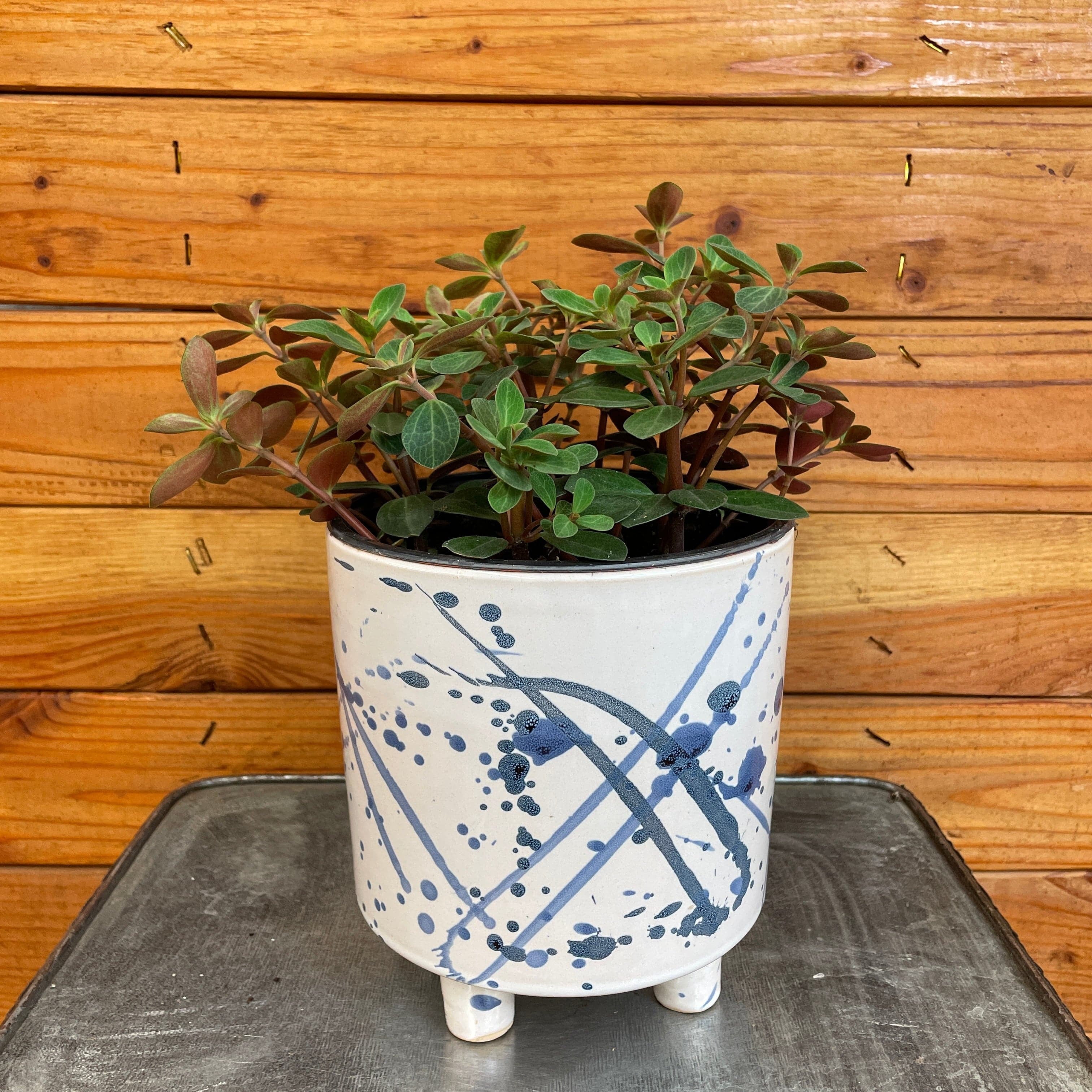 Peperomia Red Log, 6" Plant - Walmart.com