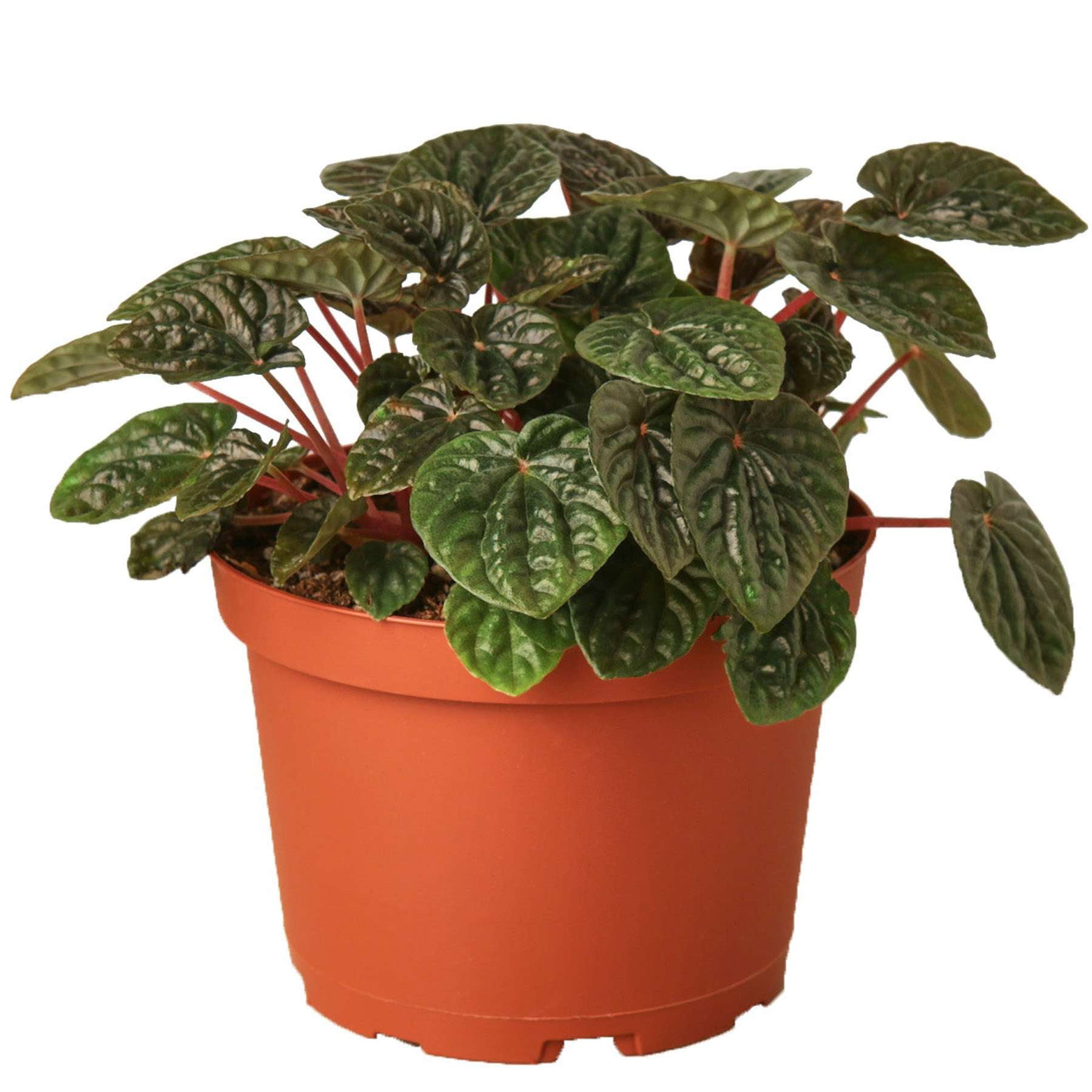 Peperomia Ripple Red Live Plant for Indoor | Different Houseplants in 4 ...