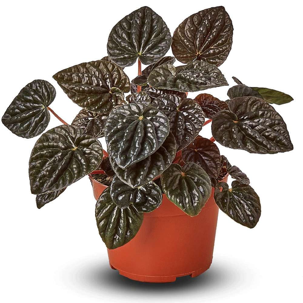 Peperomia Ripple Red Live Plant for Indoor | Different Houseplants in 4 ...