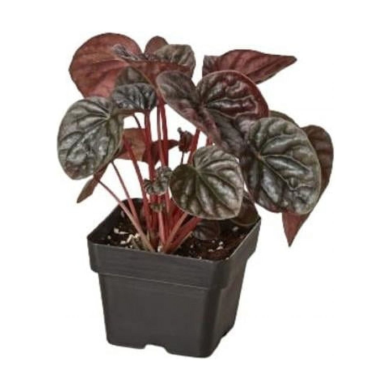 Peperomia 'Ripple Red' in 3" Pot | Live Plant for Indoor | 4 - 6 inch ...
