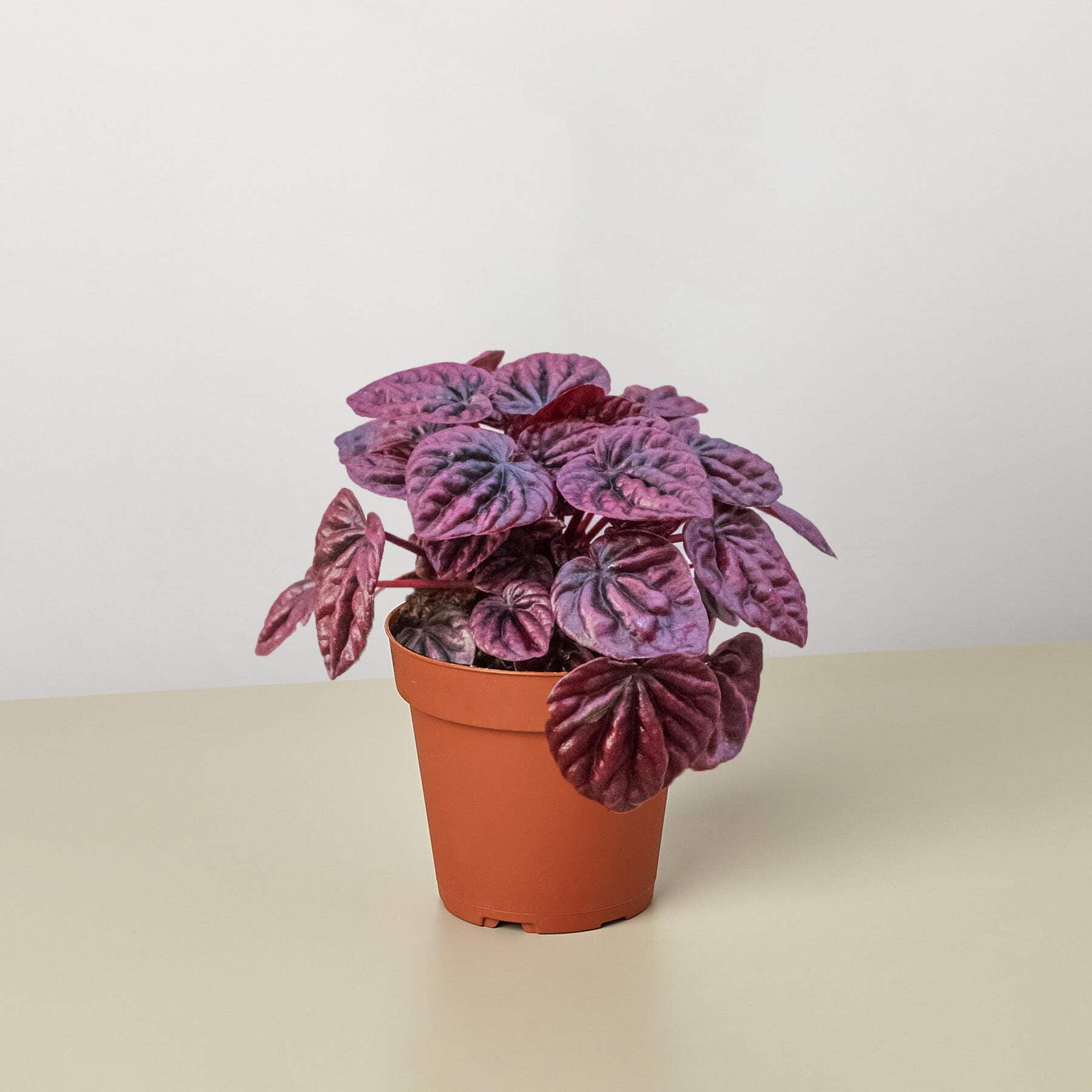 Peperomia 'Ripple Red' in 4" Pot | Live Plant for Indoor | 7 - 12 inch ...