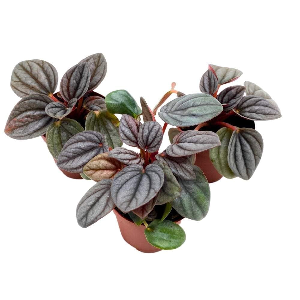 Peperomia Rosso, 2 inch Set of 3, Light Gray Ripple Caperata Tiny Mini ...