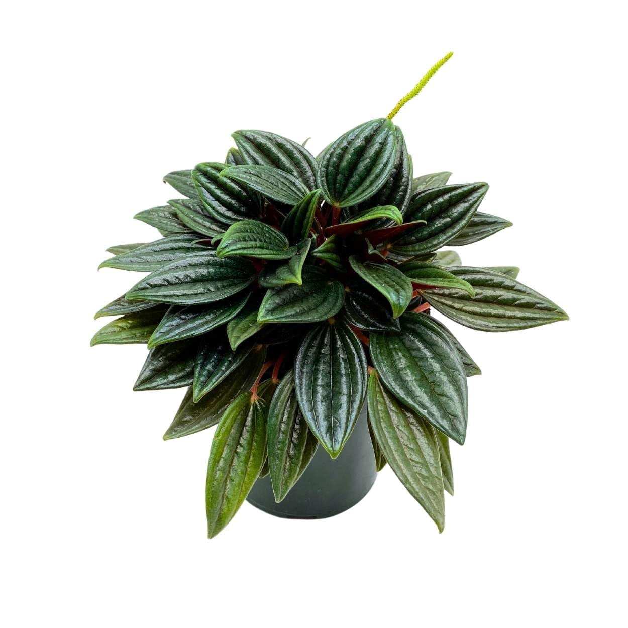 Peperomia Rosso, 4 inch, Radiator Plant Caperata - Walmart.com