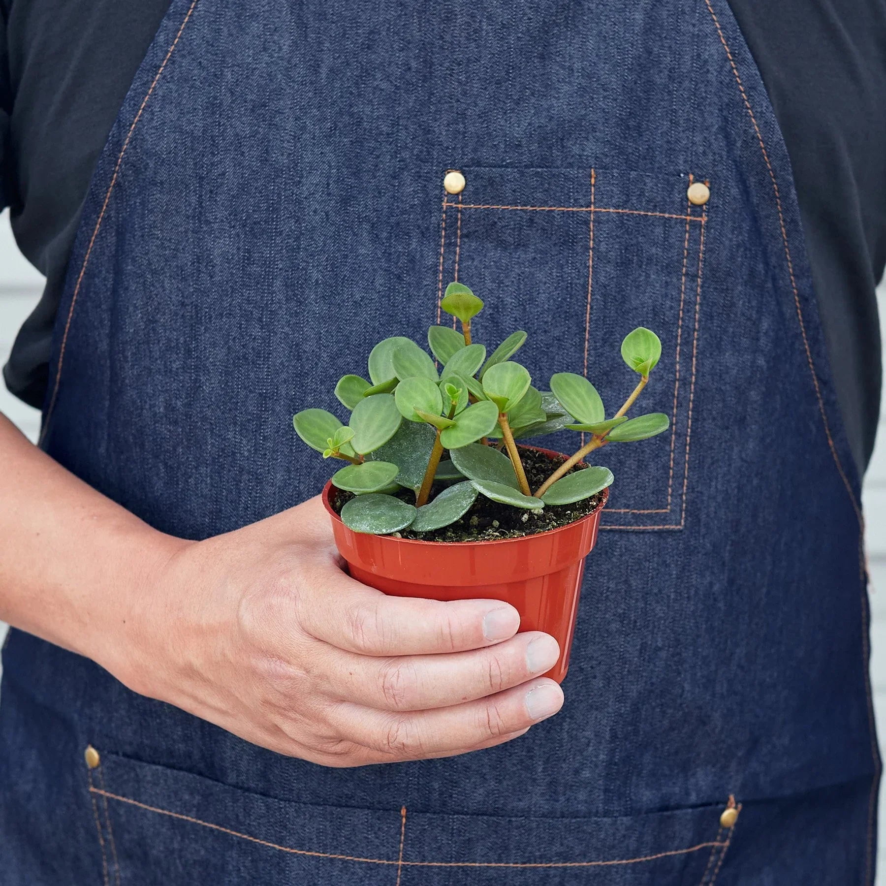 Peperomia Rotundifolia Hope - Live Air-Purifying Indoor Plant in ...