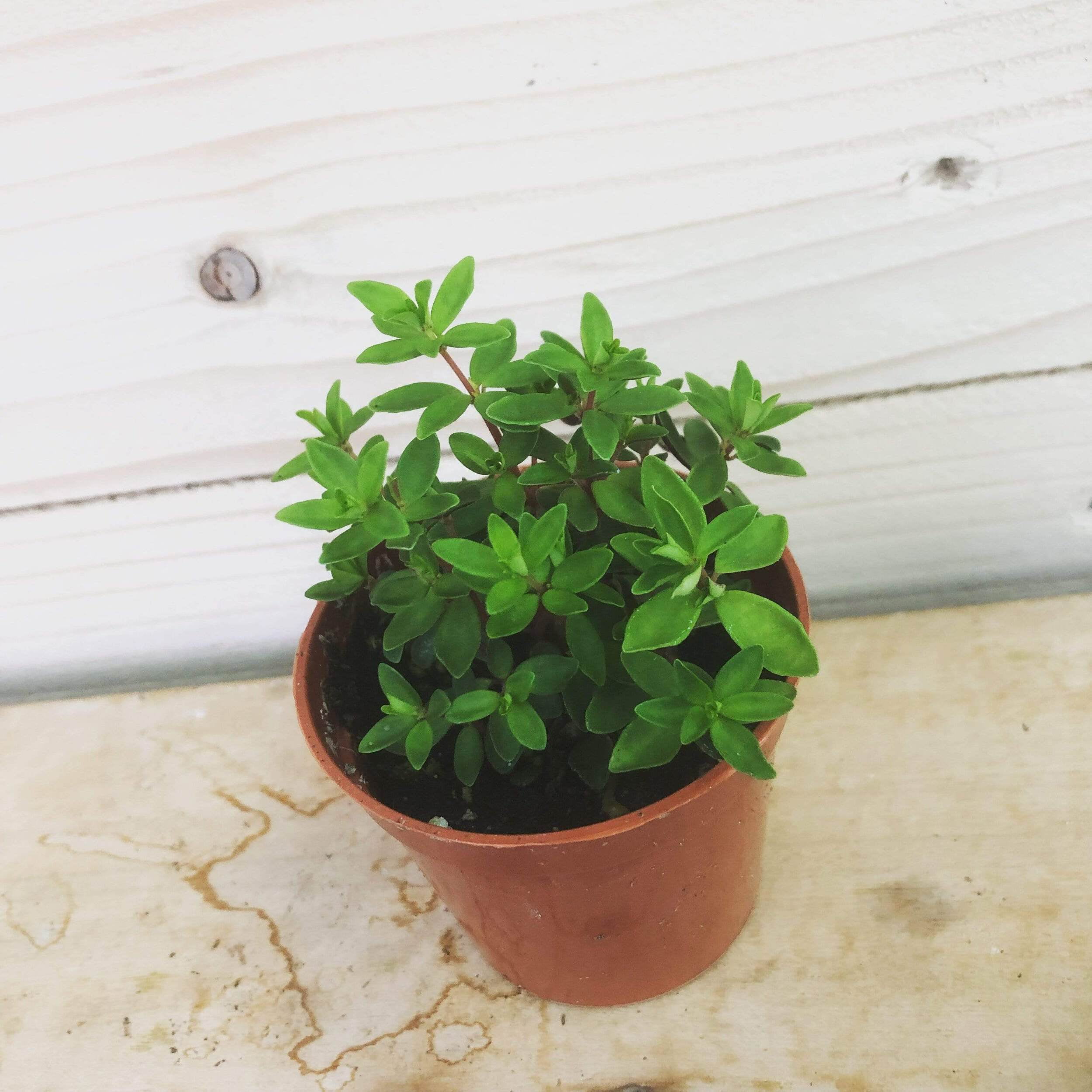 Peperomia Rubella, 2" Plant, The Plant Farm - Walmart.com