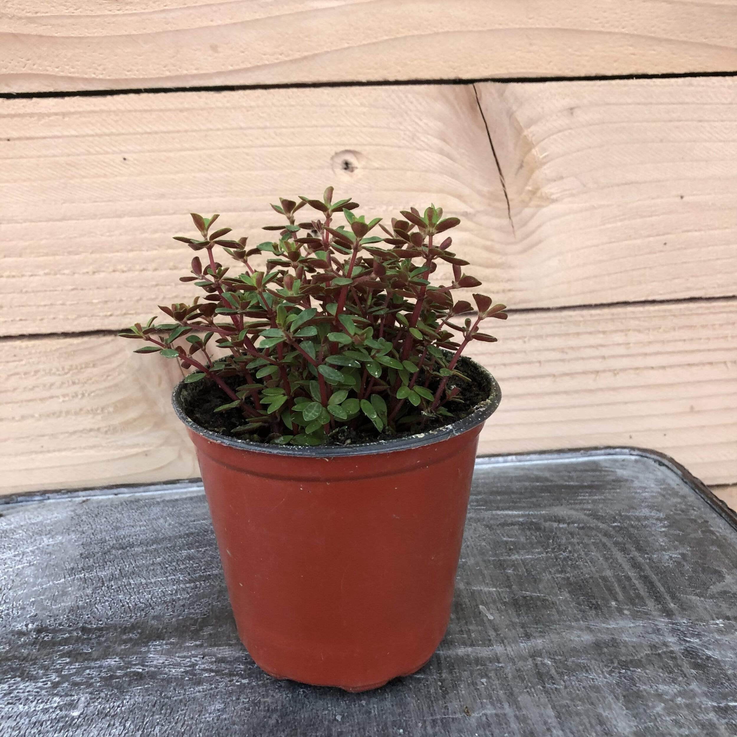 Peperomia Rubella, 4" Plant, The Plant Farm - Walmart.com